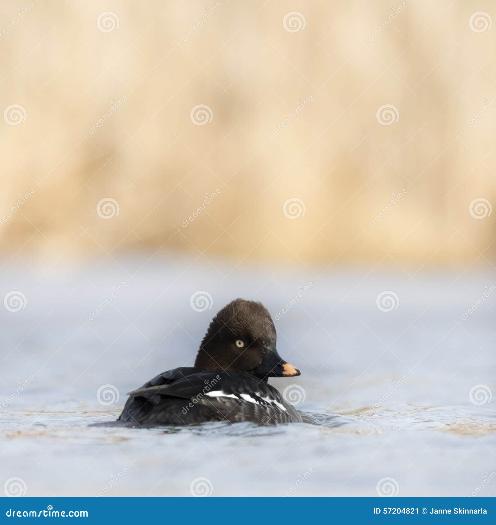 Common Goldeneye stock image. Image of beautiful, early - 57204821