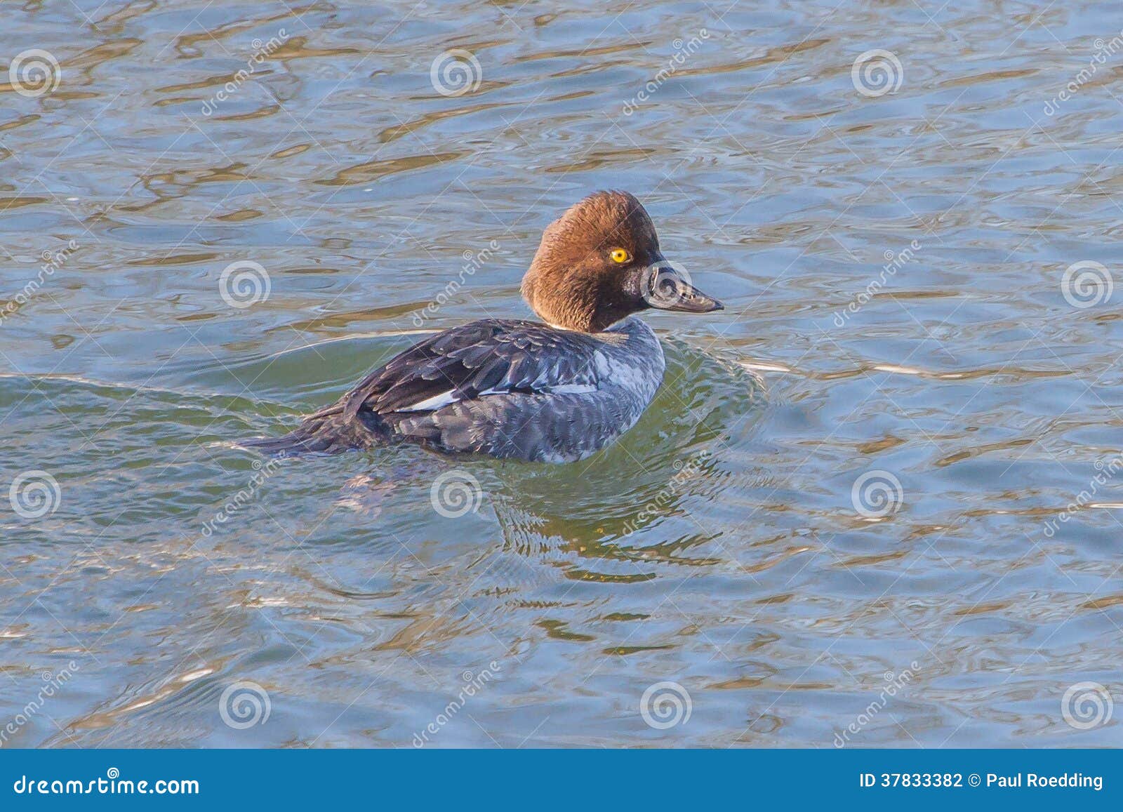 Common Goldeneye female stock photo. Image of waterfowl - 37833382