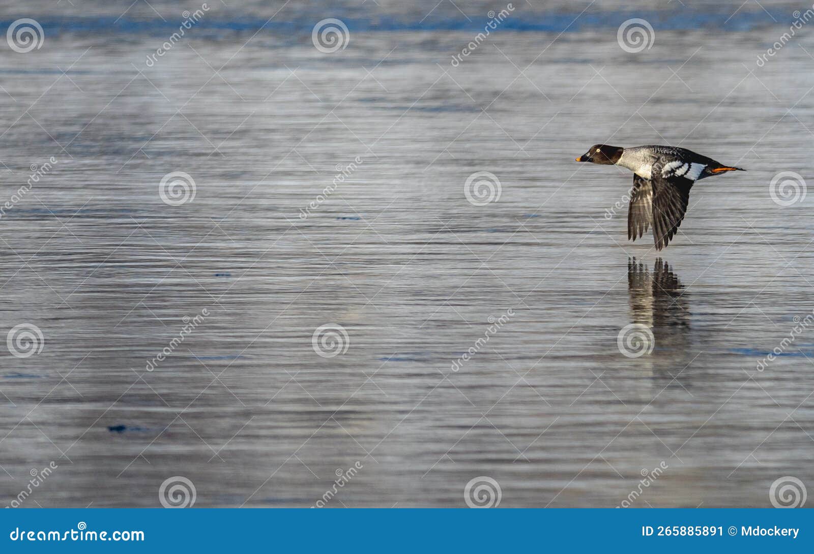 Common goldeneye in flight stock image. Image of duck - 265885891