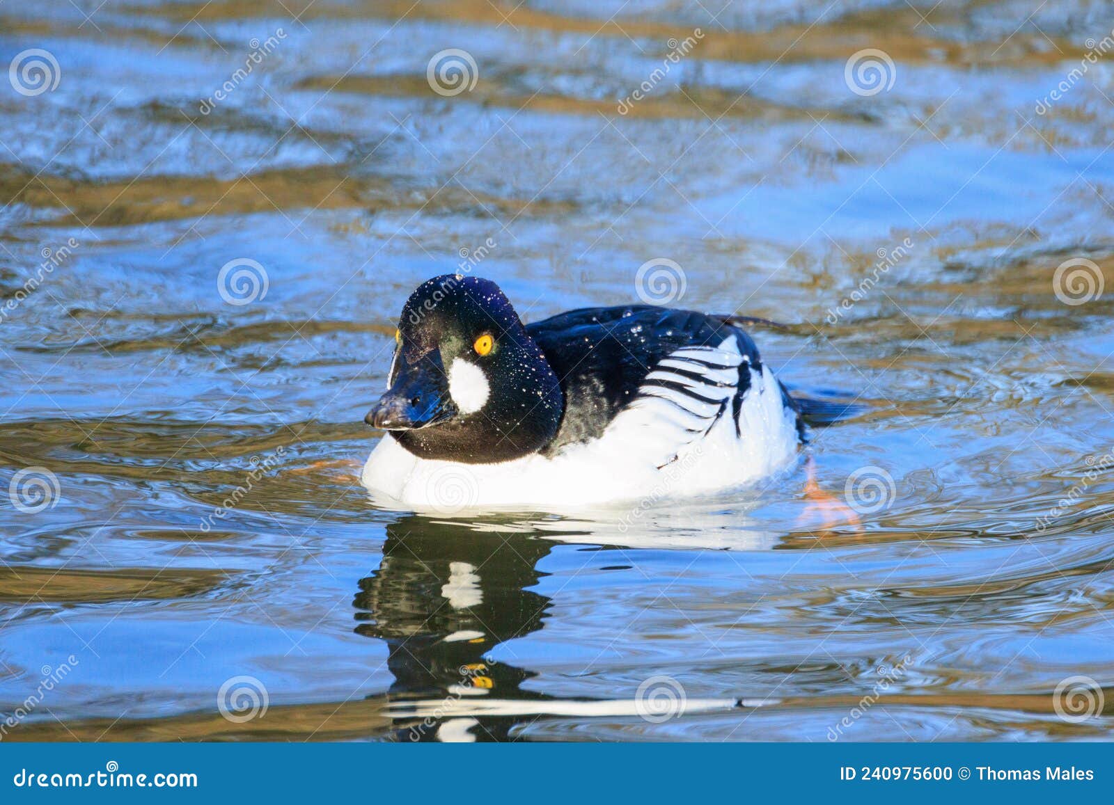 Common Goldeneye Male stock photo. Image of male, yellow - 240975600