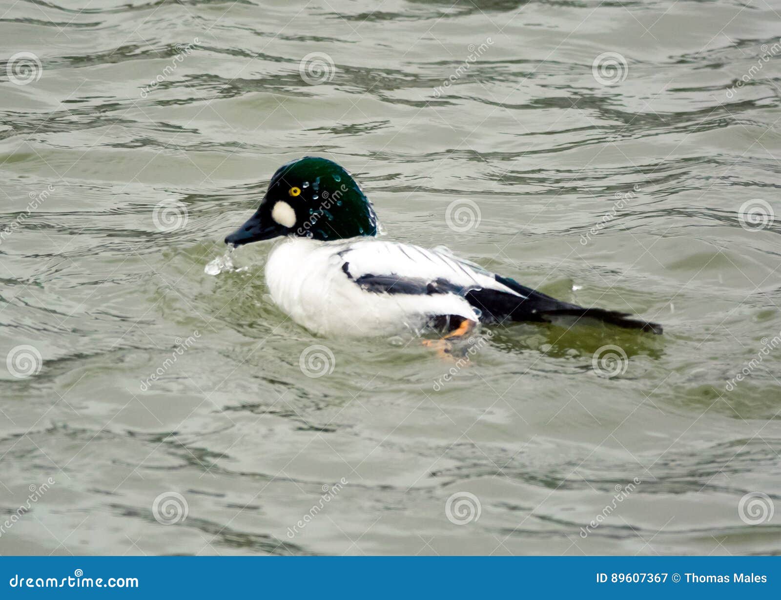 Common Goldeneye stock image. Image of america, drops - 89607367 Common Goldeneye stock image. Image of america, drops - 89607367