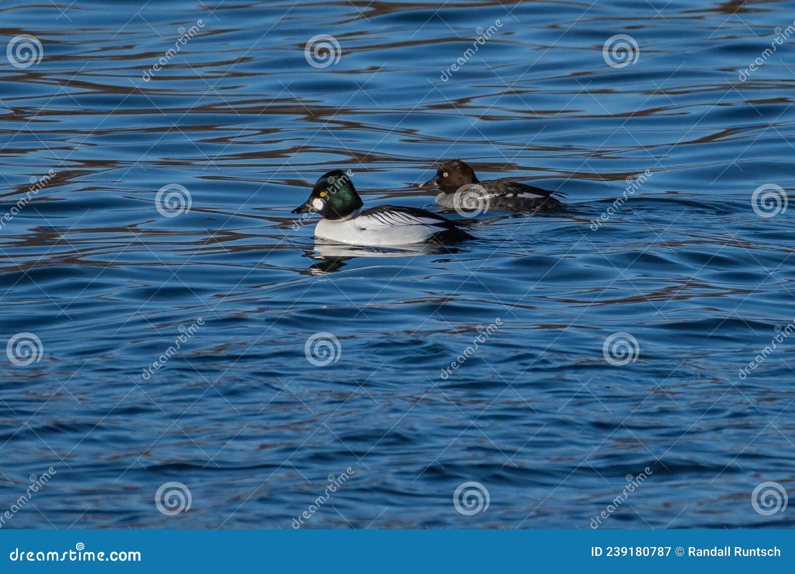 Common Goldeneye Pair stock image. Image of female, water - 239180787