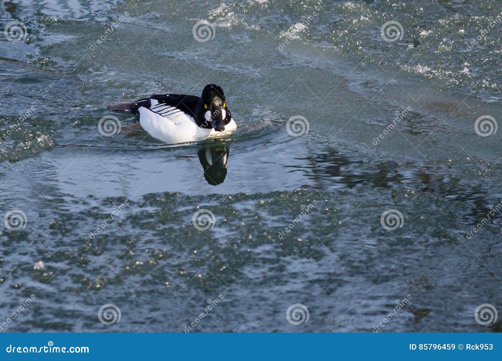 Common Goldeneye Swimming in a Cold Slushy Winter River Stock Image ...
