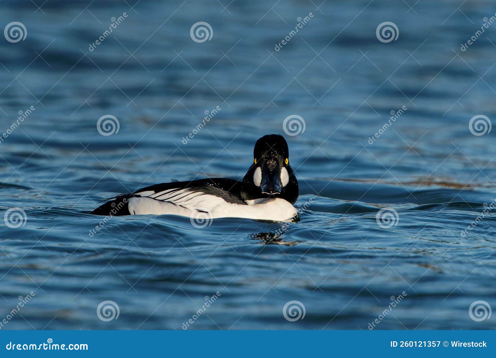 Common Goldeneye Swimming on the Lake Stock Image - Image of swim ...