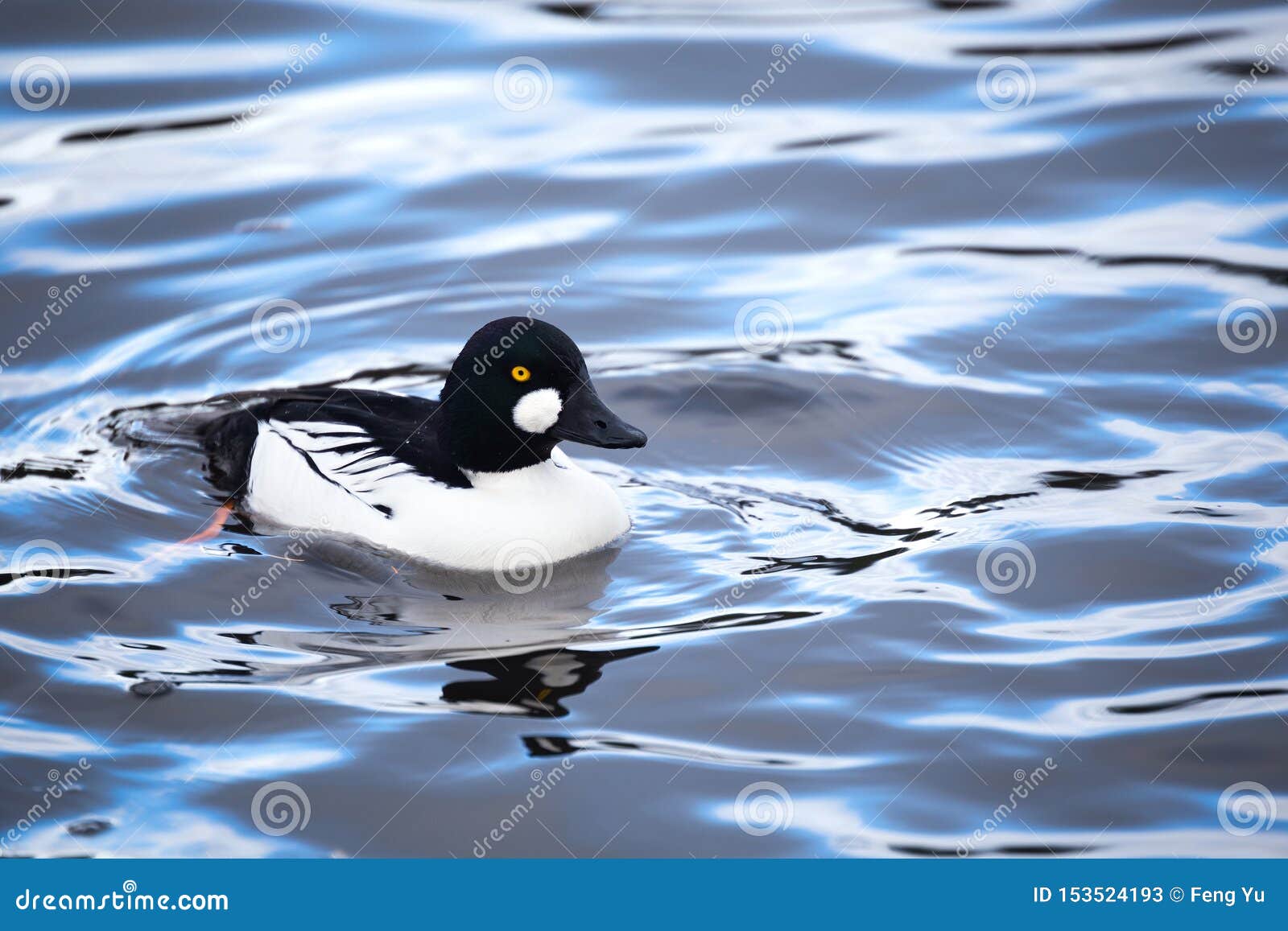 Common goldeneye duck stock image. Image of goldeneye - 153524193