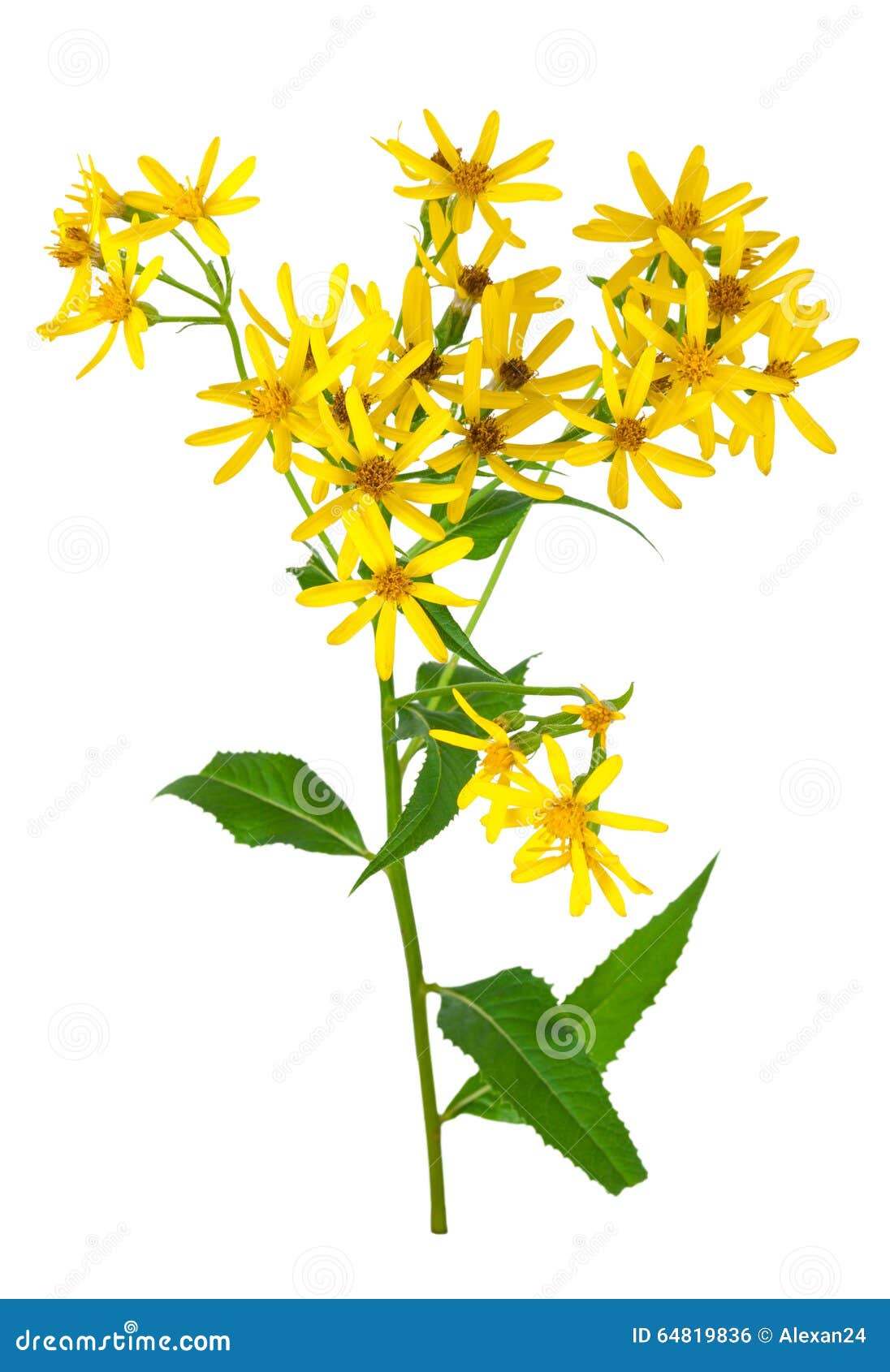 Common goldenrod stock photo. Image of asteraceae, plant - 64819836