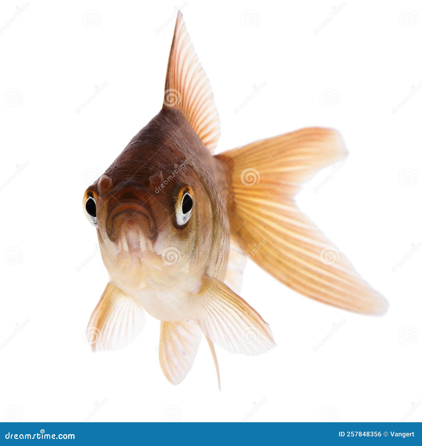 Common Gold Fish Looks at You Stock Photo - Image of looks, golden ...