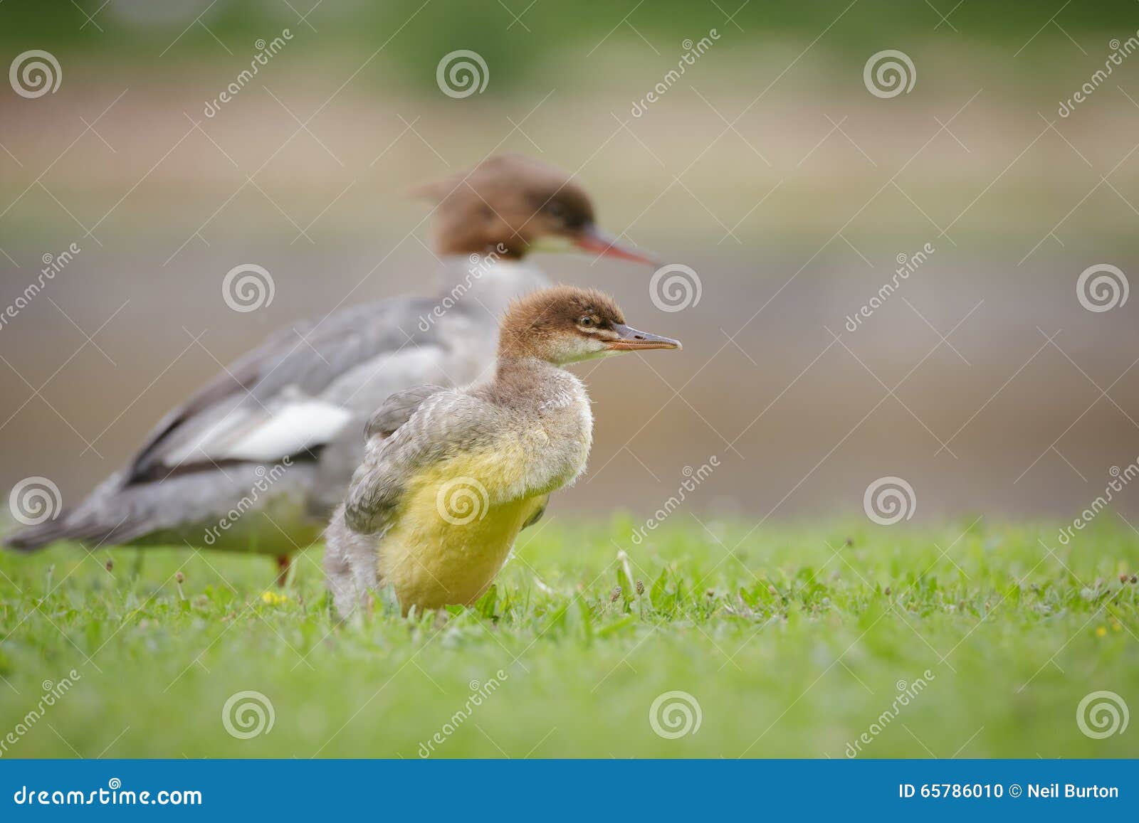 Common goosander chick stock photo. Image of merganser - 65786010