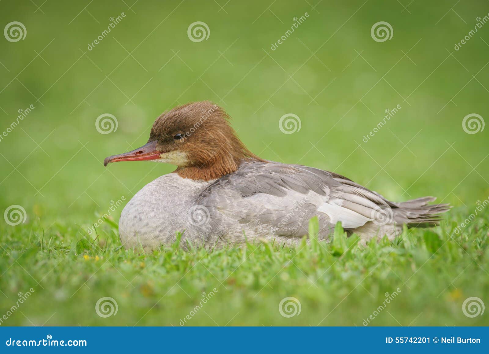 Common goosander stock image. Image of grass, people - 55742201