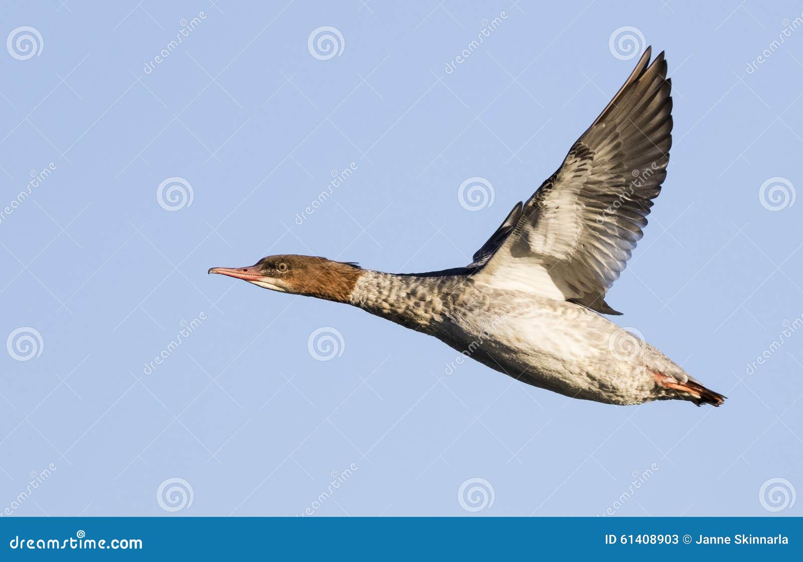 Common Goosander flying stock image. Image of goosander - 61408903