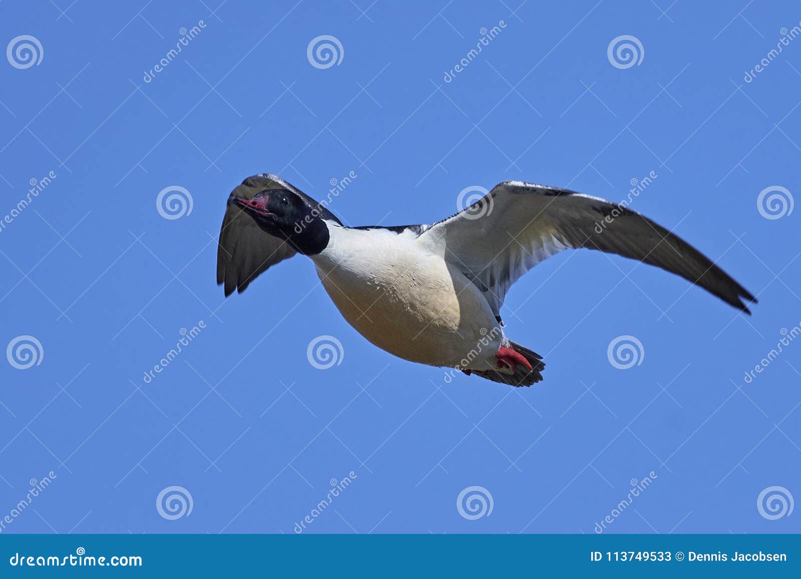 Common Goosander Mergus Merganser Stock Image - Image of animal ...