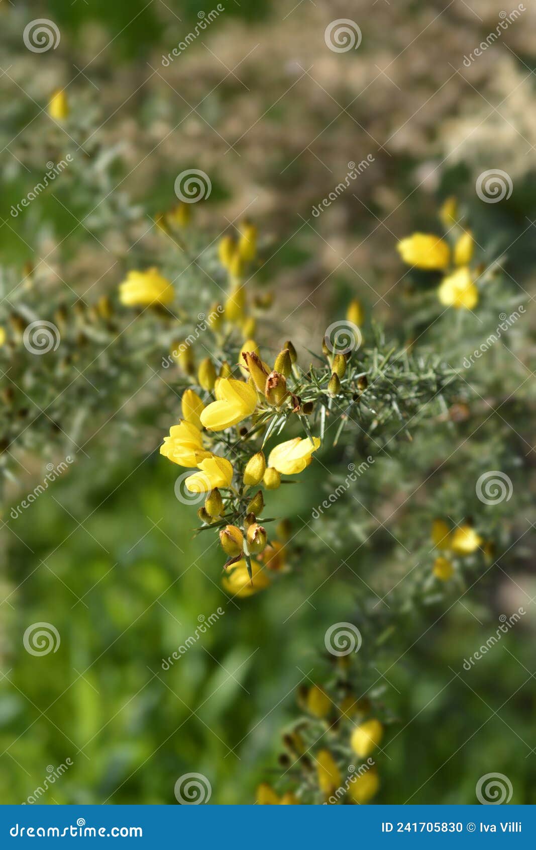 Common gorse stock photo. Image of green, corse, flower - 241705830