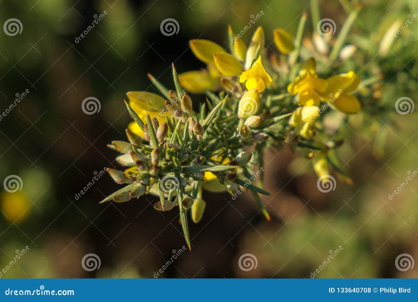 Common Gorse Ulex Europaeus Stock Photo - Image of history, furse ...