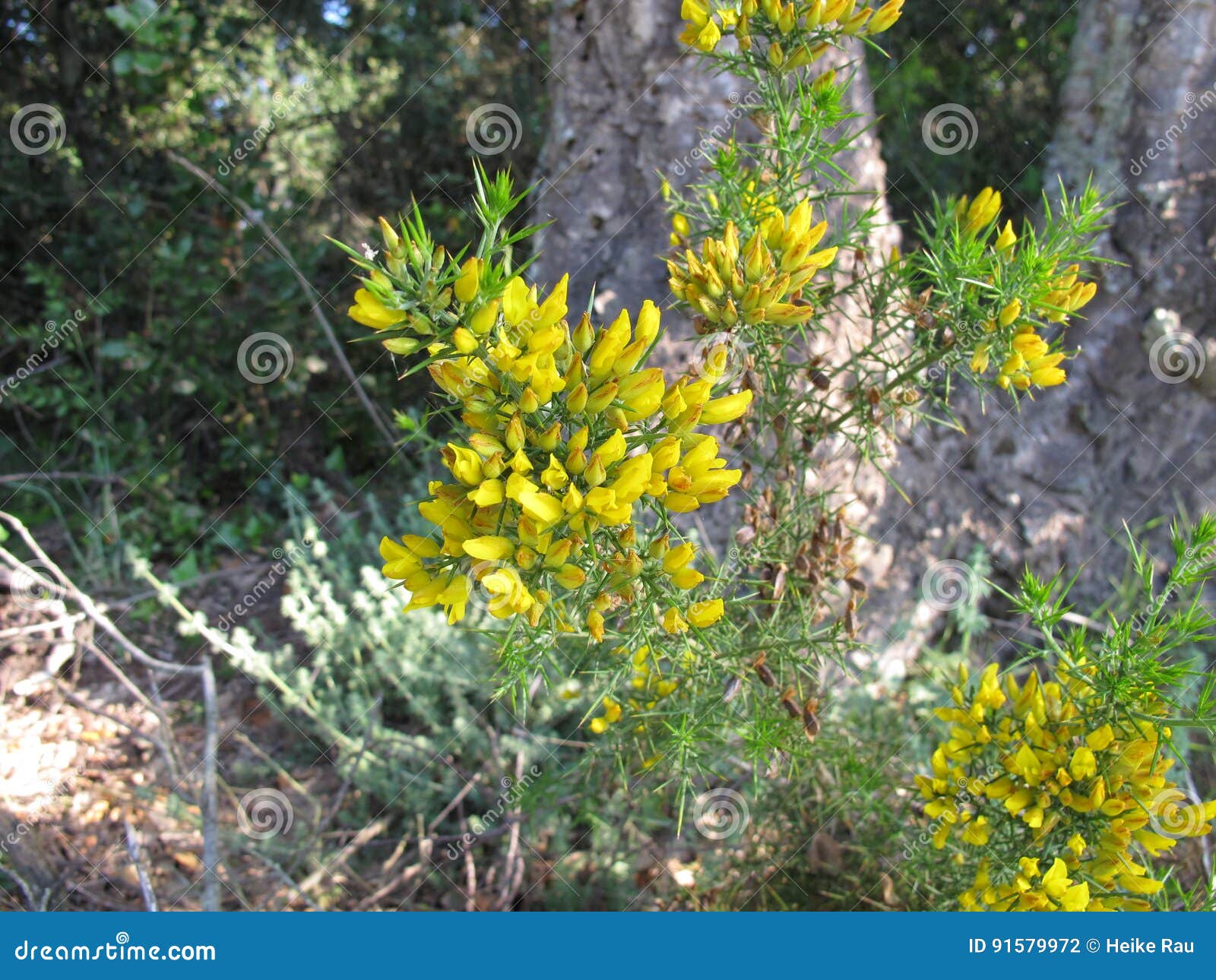 Common Gorse, Ulex Europaeus Stock Photo - Image of plant, gorse: 91579972