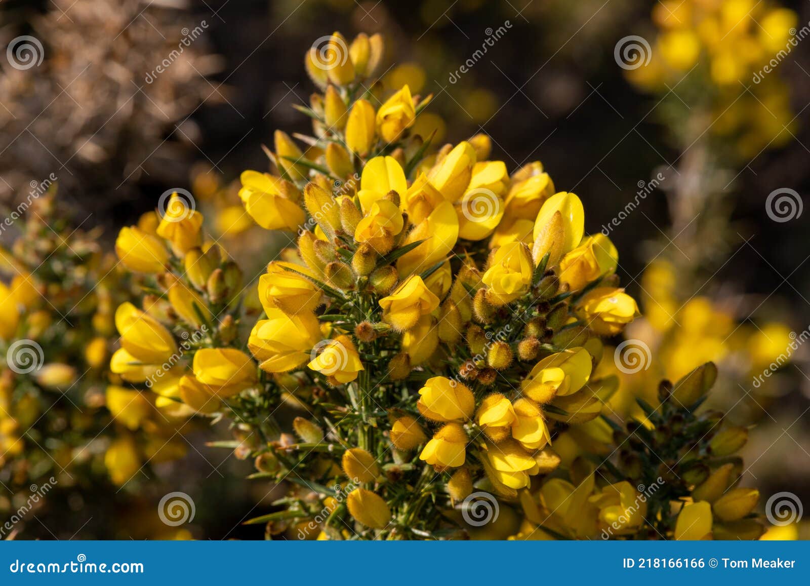Common Gorse Ulex Europaeus Flowers Stock Photo - Image of kingdom ...