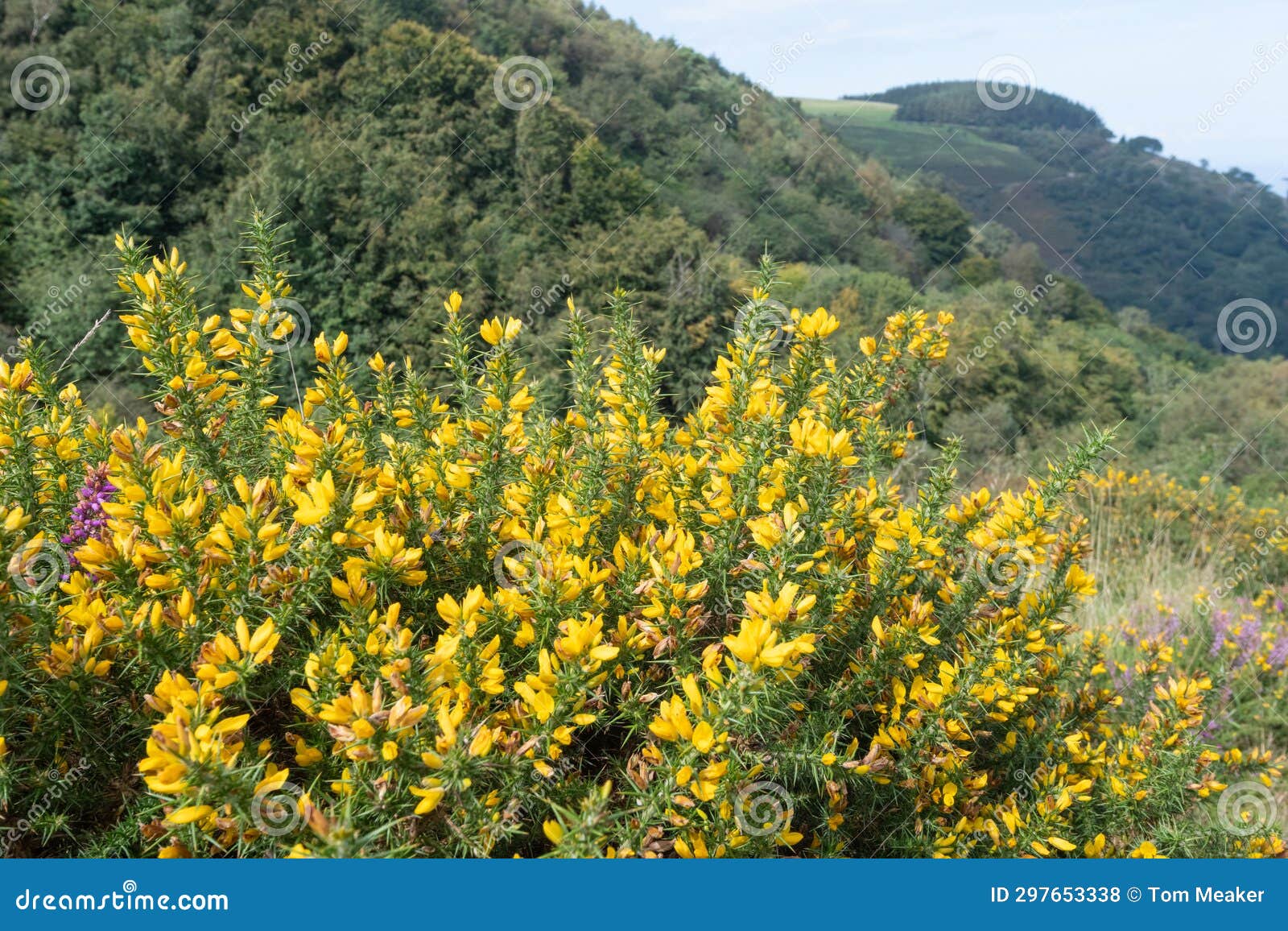 Common Gorse (ulex Europaeus) Flowers Stock Photo - Image of natural ...