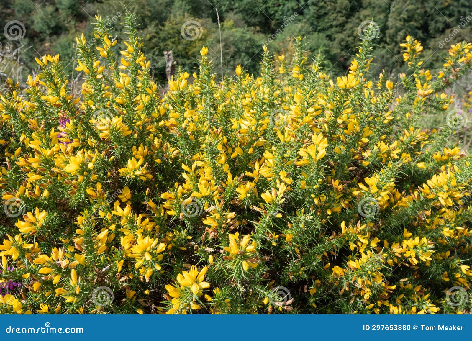 Common Gorse (ulex Europaeus) Flowers Stock Photo - Image of color ...