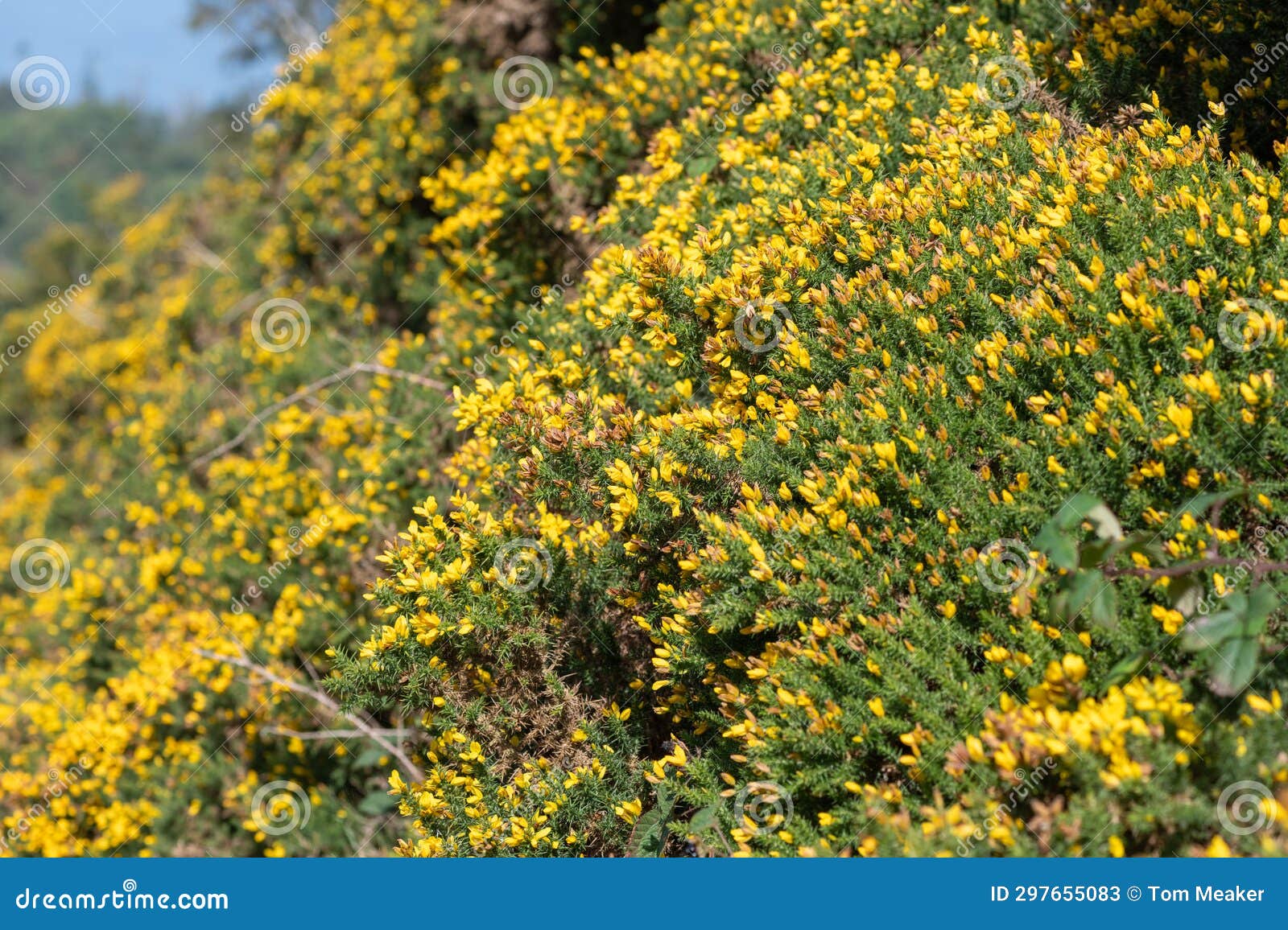 Common Gorse (ulex Europaeus) Flowers Stock Image - Image of outdoor ...