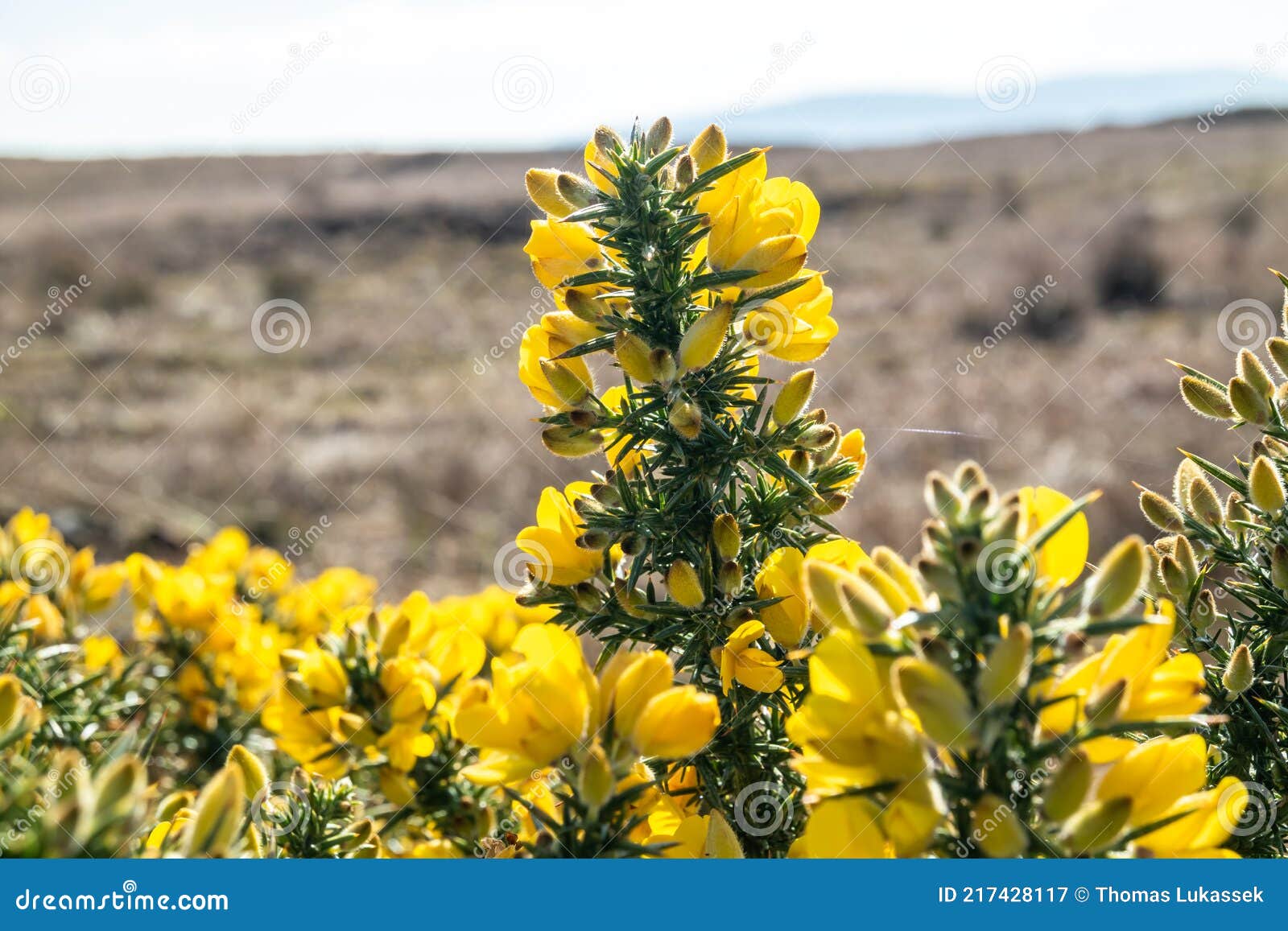 Common Gorse or Ulex Europaeus in Ireland Stock Image - Image of heath ...