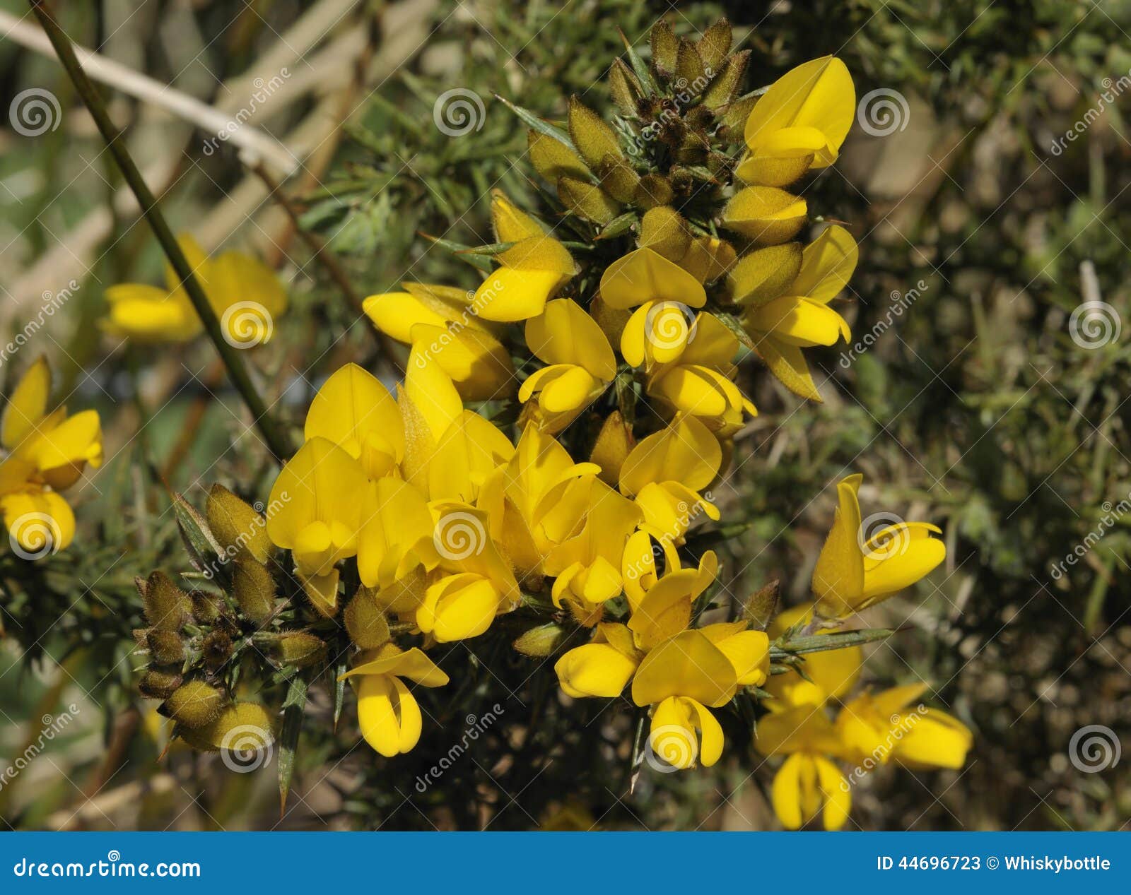 Common Gorse stock image. Image of nature, somerset, common - 44696723