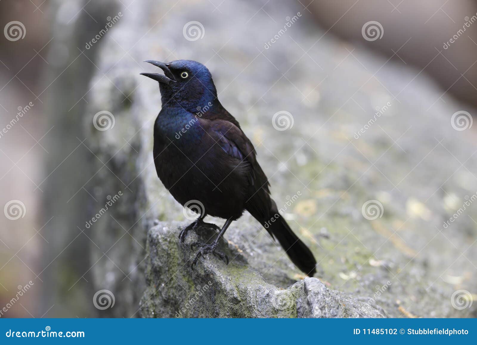 Common Grackle Photo. Close-up Profile View By The Water Displaying ...