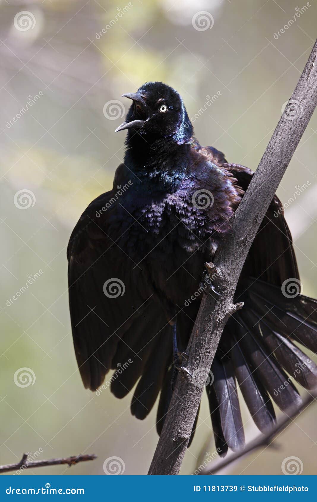 Common Grackle stock image. Image of male, beak, central - 11813739