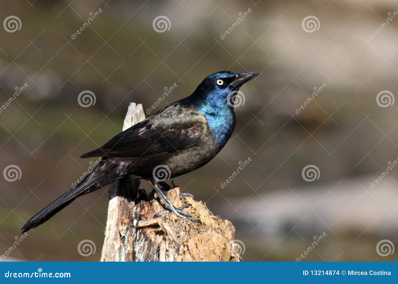Common Grackle stock photo. Image of blackbird, animal - 13214874