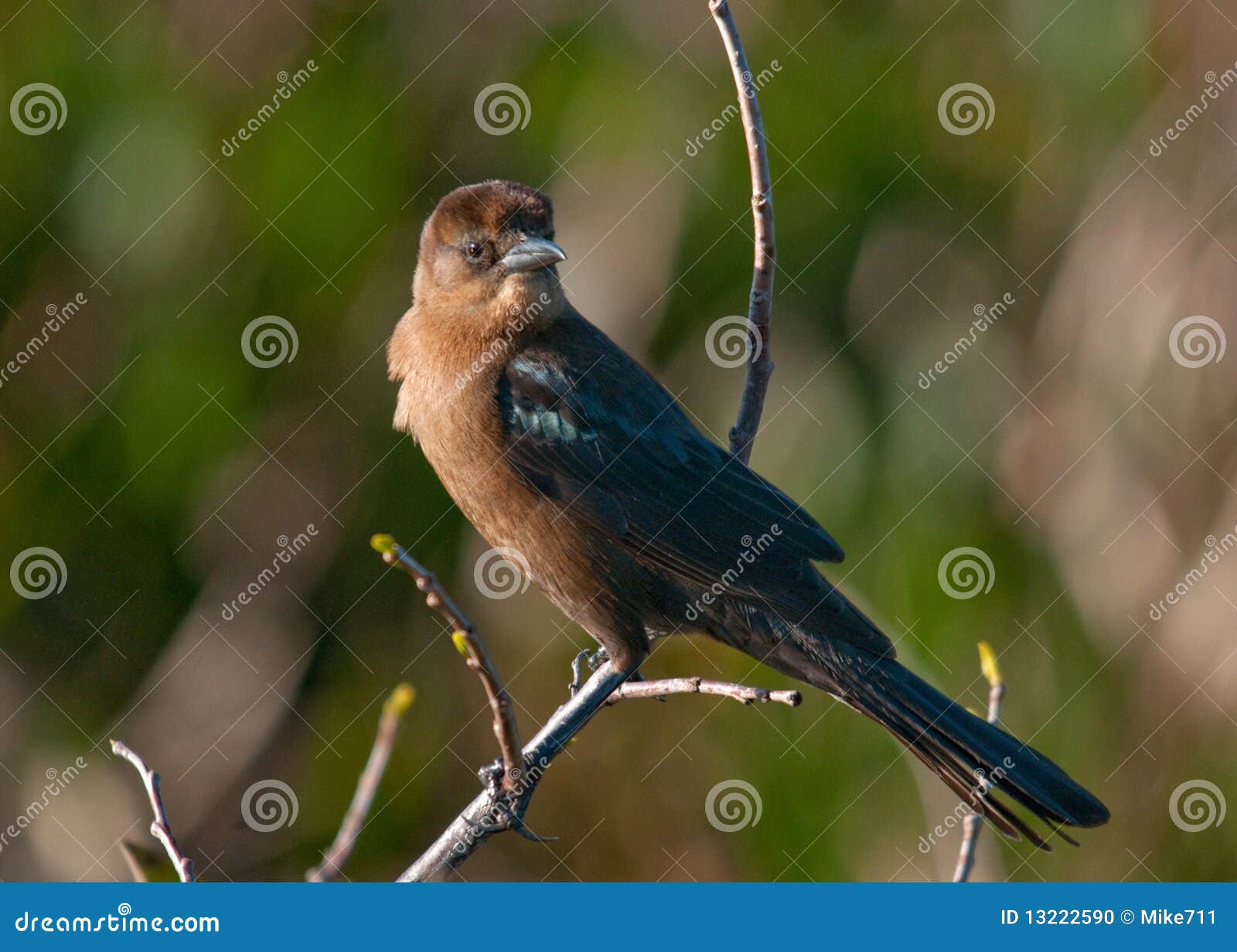 Common Grackle Photo. Close-up Profile View By The Water Displaying ...