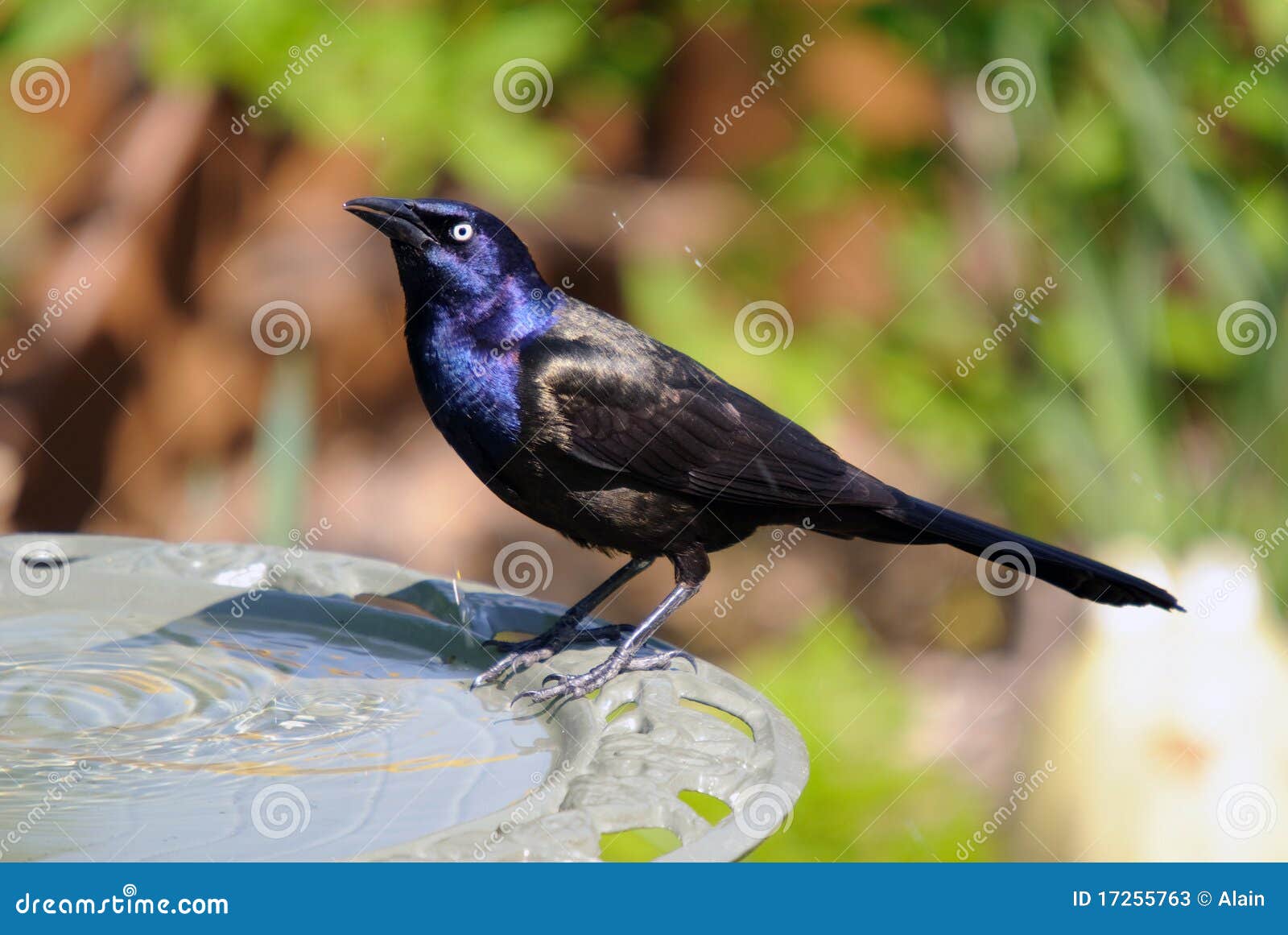 Common Grackle stock image. Image of water, grackle, black - 17255763