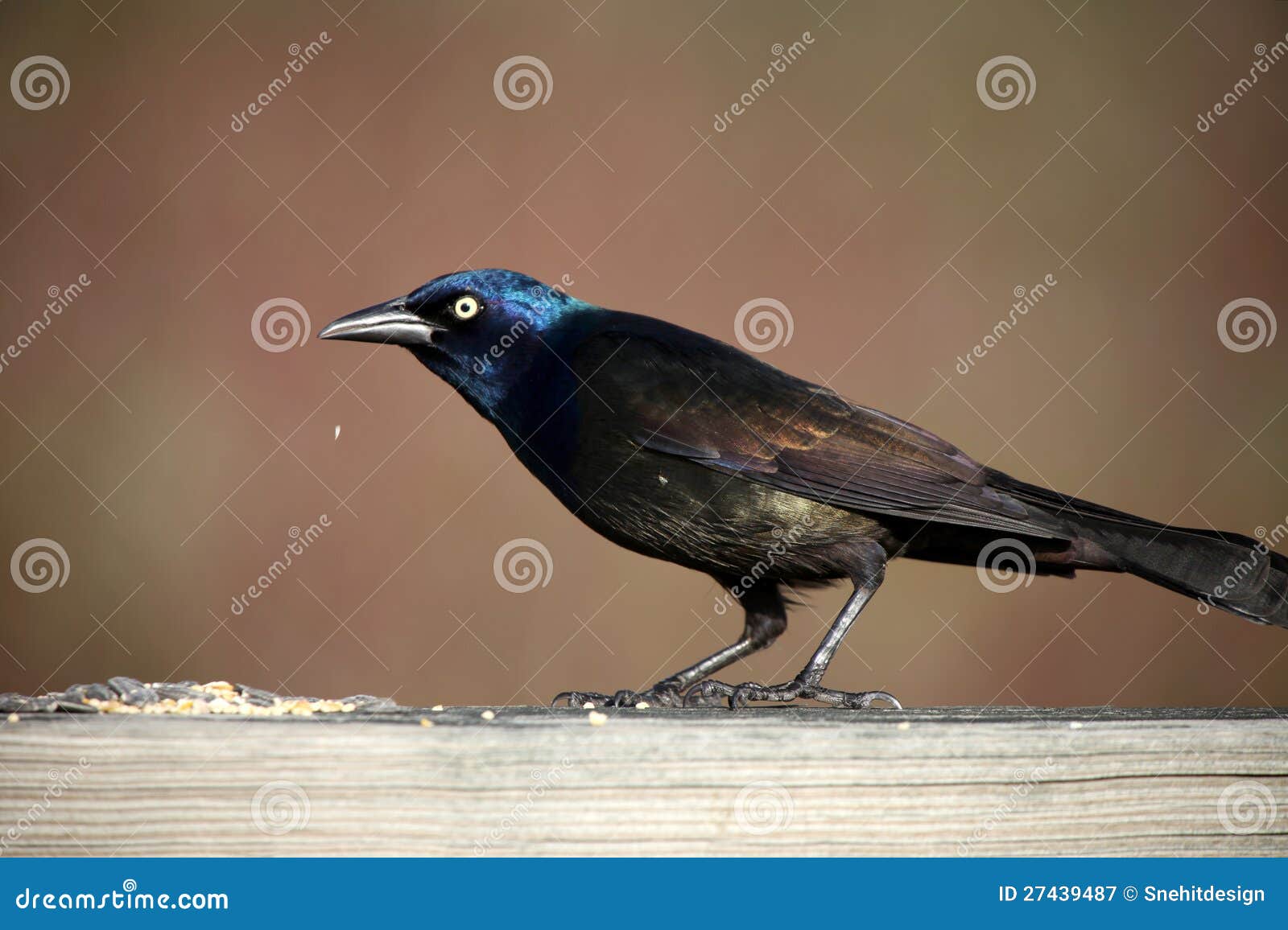 Common Grackle stock image. Image of bird, black, feather - 27439487