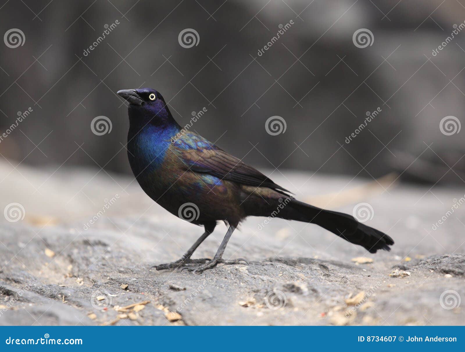 Common Grackle stock image. Image of york, feathers, park - 8734607