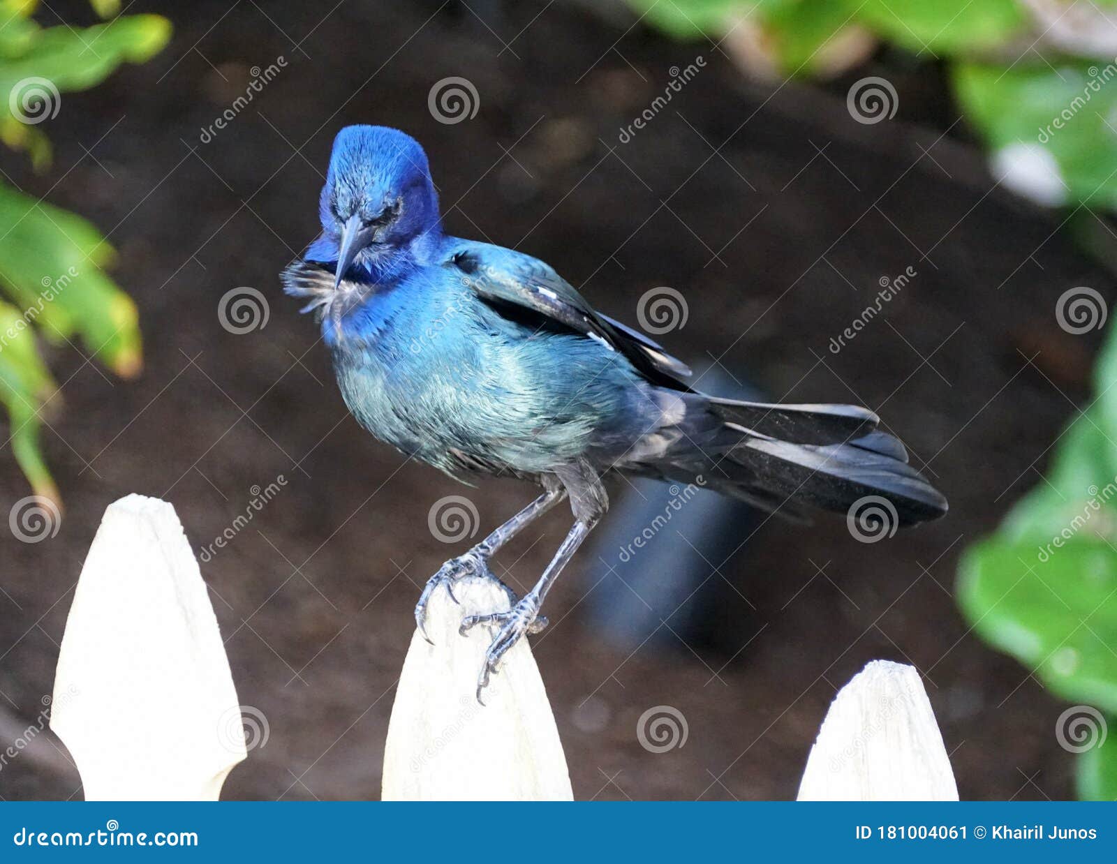 Common Grackle, a Black Bird with Blue Tinted Feather Stock Image ...
