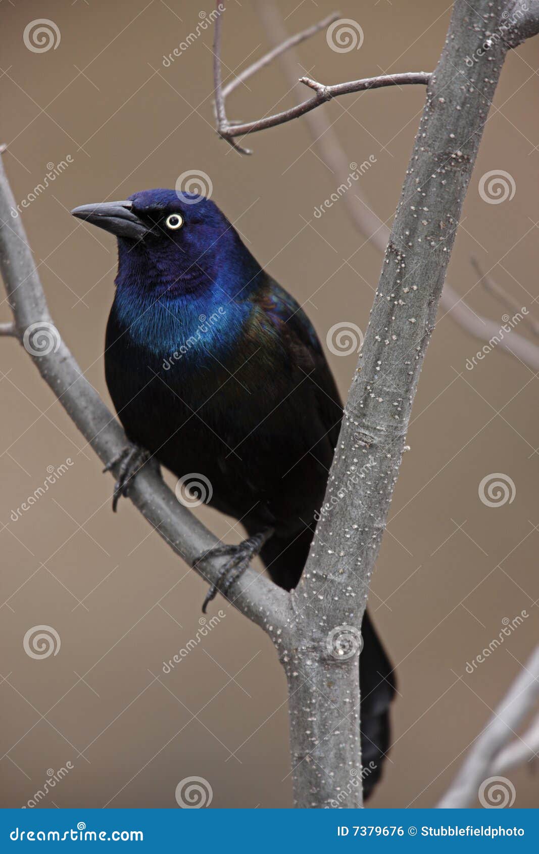 Common Grackle on branch stock photo. Image of birds, beak - 7379676