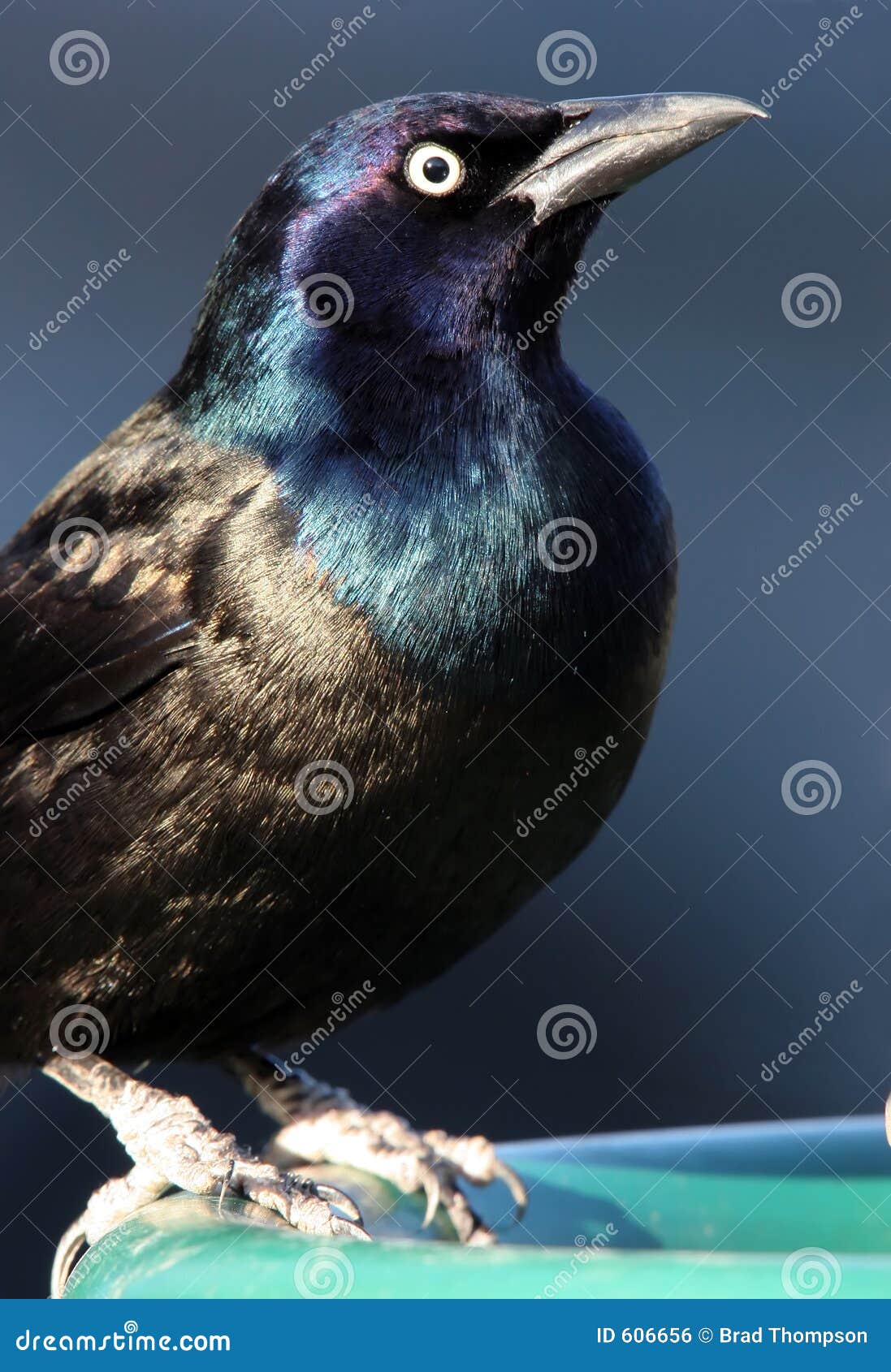 Common Grackle Closeup stock photo. Image of avian, wild - 606656
