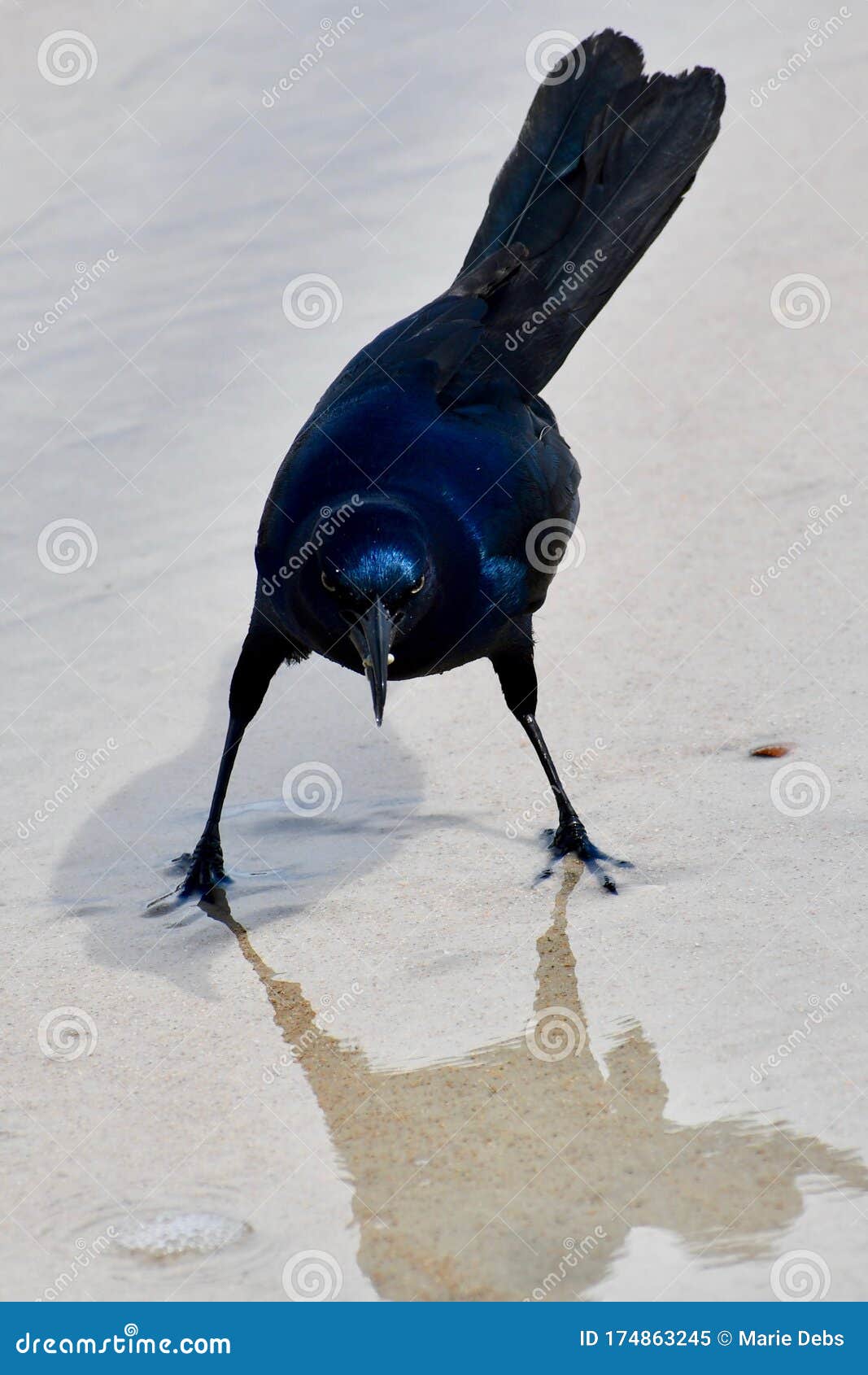 Common Grackle on the Beach Stock Image - Image of ocean, beach: 174863245