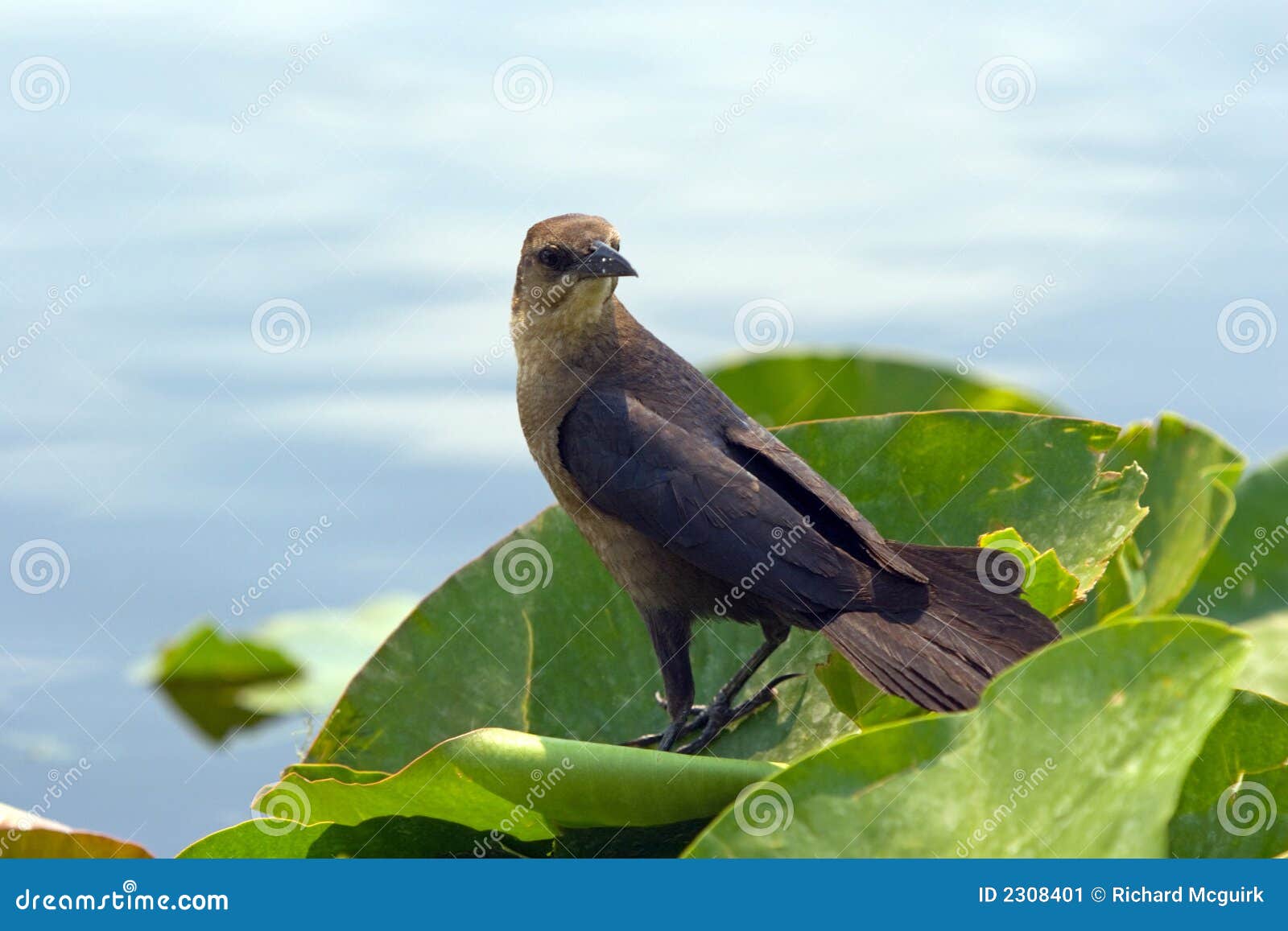 Common Grackle Photo. Close-up Profile View By The Water Displaying ...