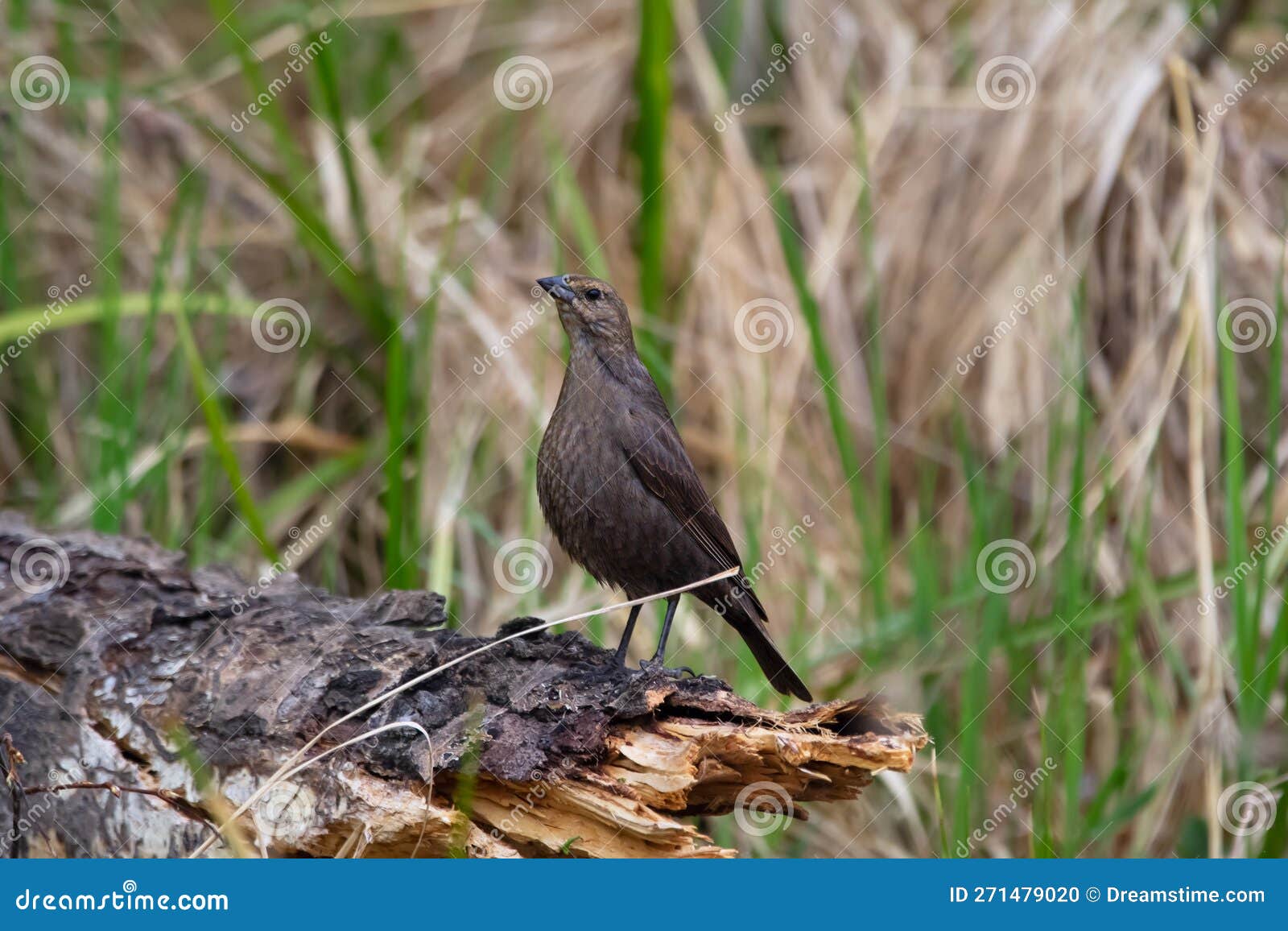 Common Grackle Female is Standing on the Log in Spring Grass Stock ...