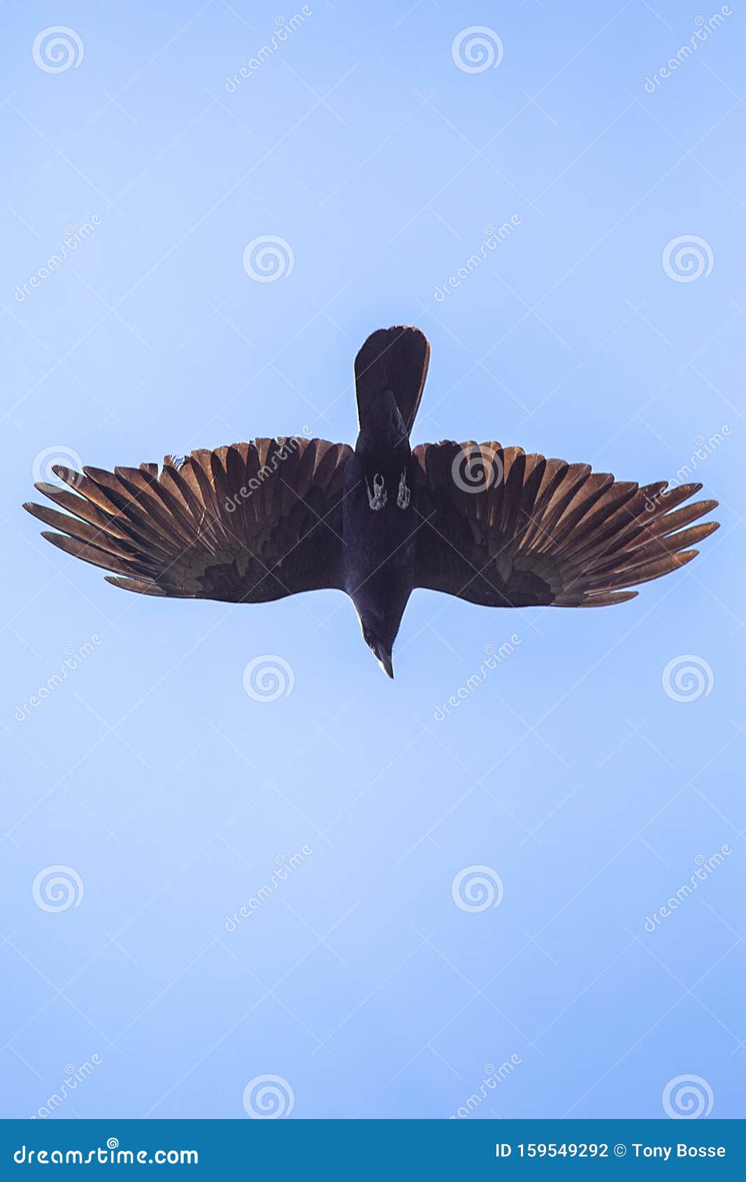 Common Grackle in Flight High Above Stock Photo - Image of blue ...