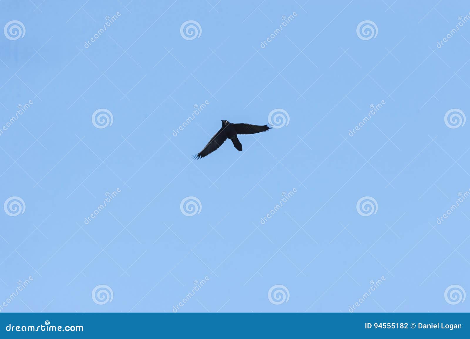 Common Grackle in Flight with Wings Low Stock Photo - Image of ...