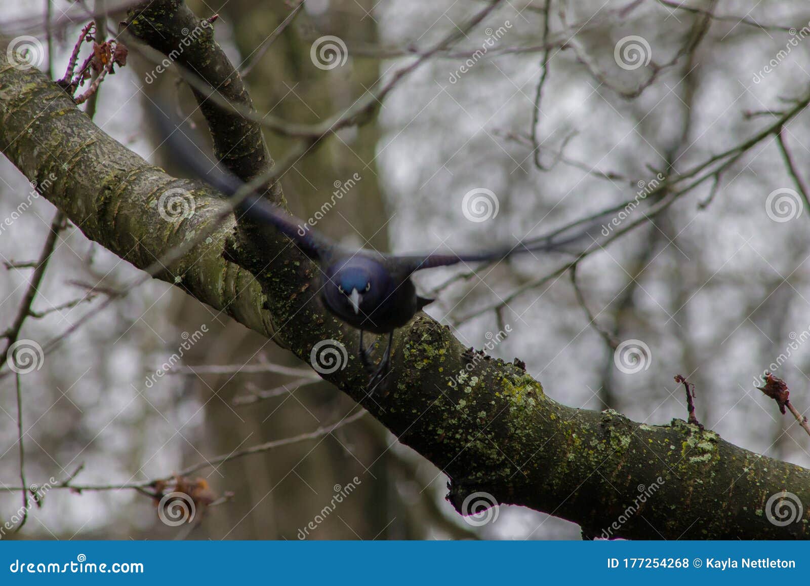 Common Grackle Flying at the Camera Stock Photo - Image of animal ...