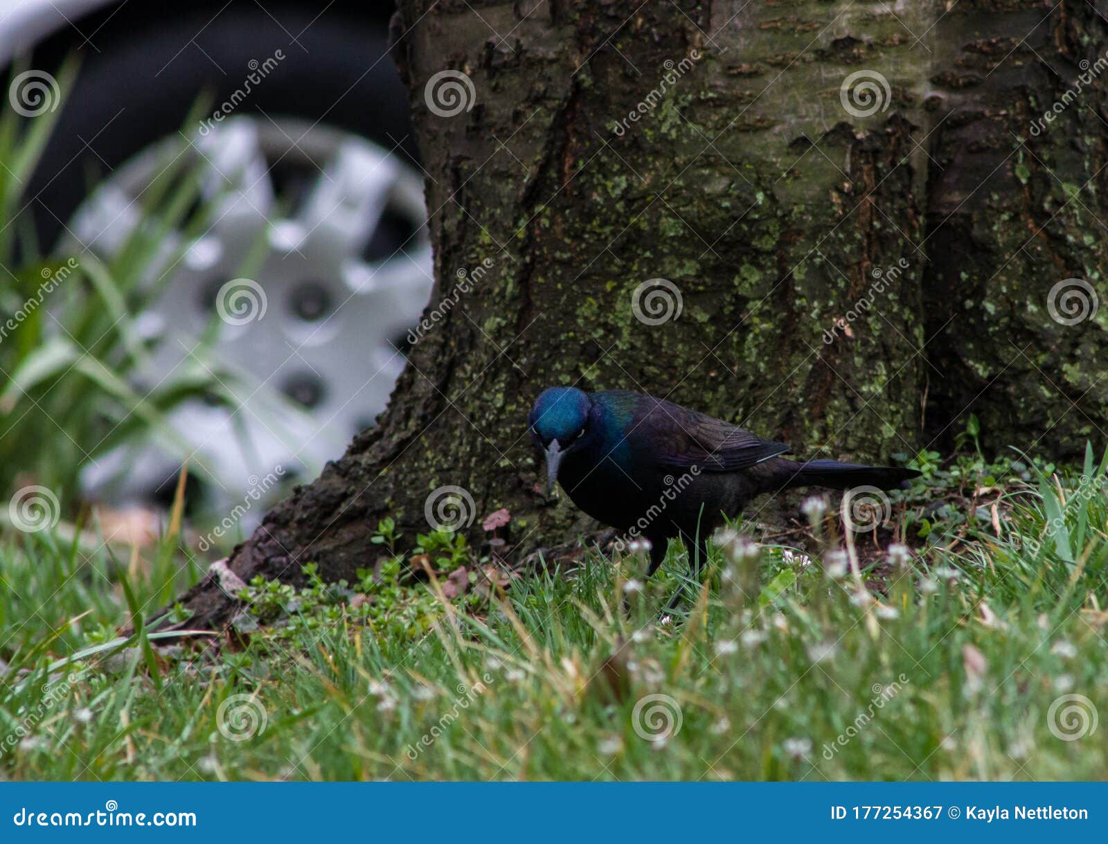 Common Grackle in Grass Staring at Camera Stock Image - Image of face ...