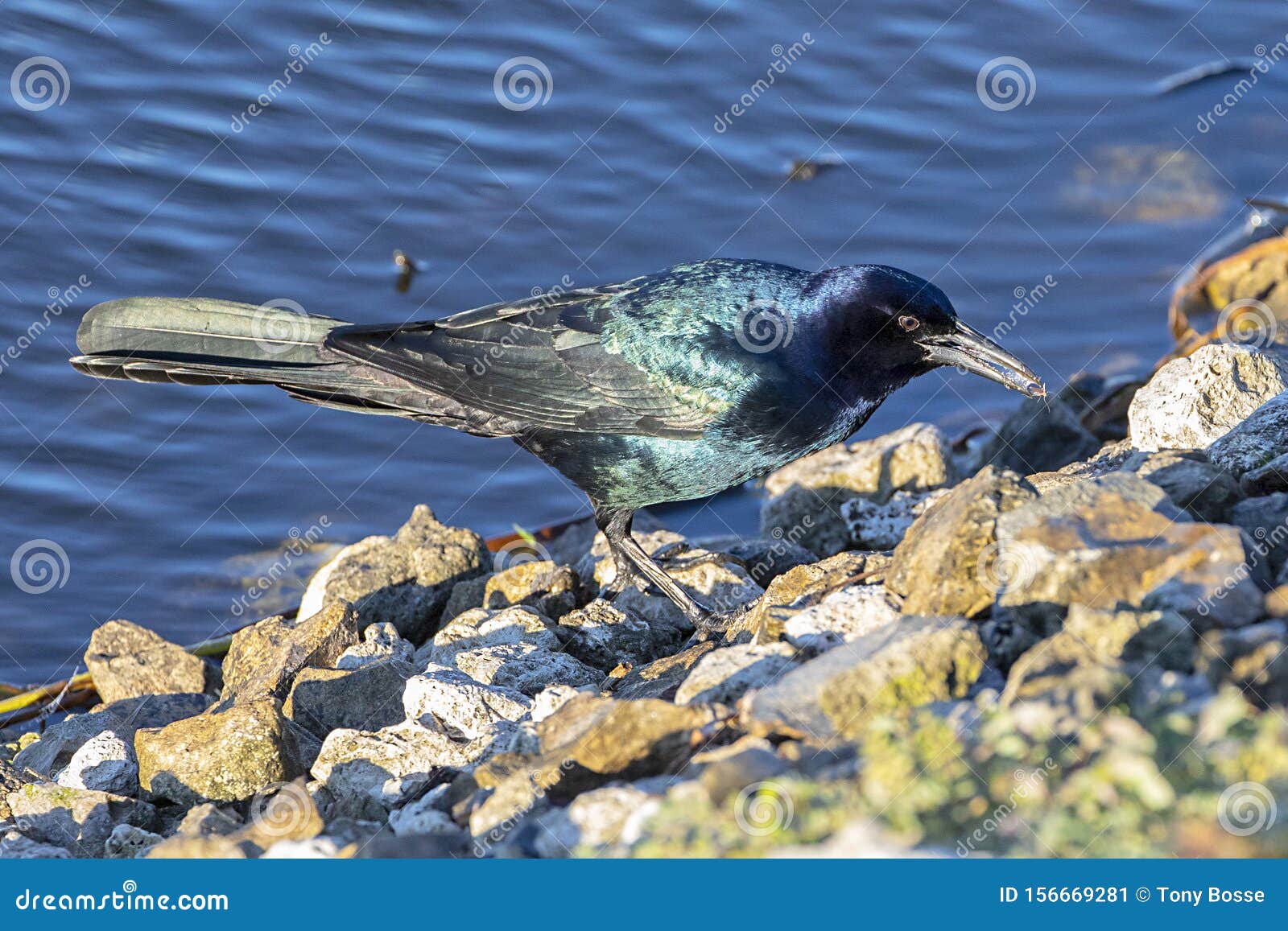Common Grackle with Insect in Its Beak Stock Image - Image of insect ...
