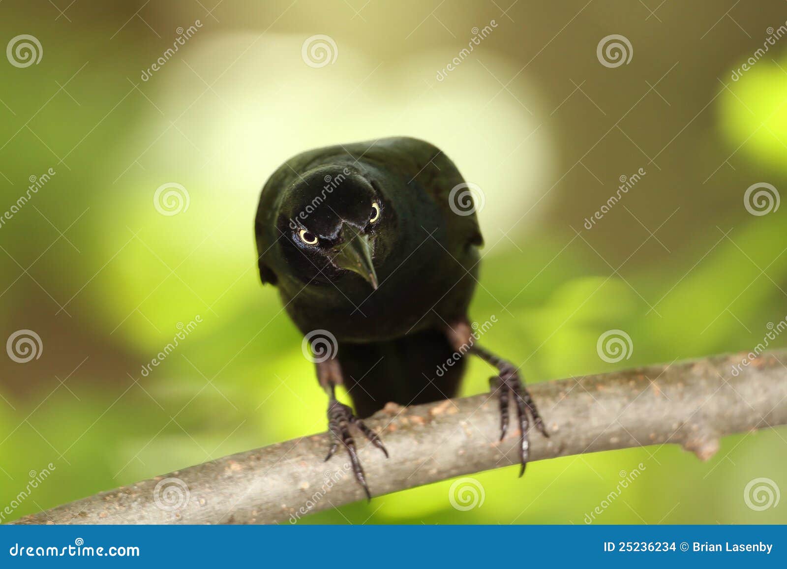Common Grackle Photo. Close-up Profile View By The Water Displaying ...