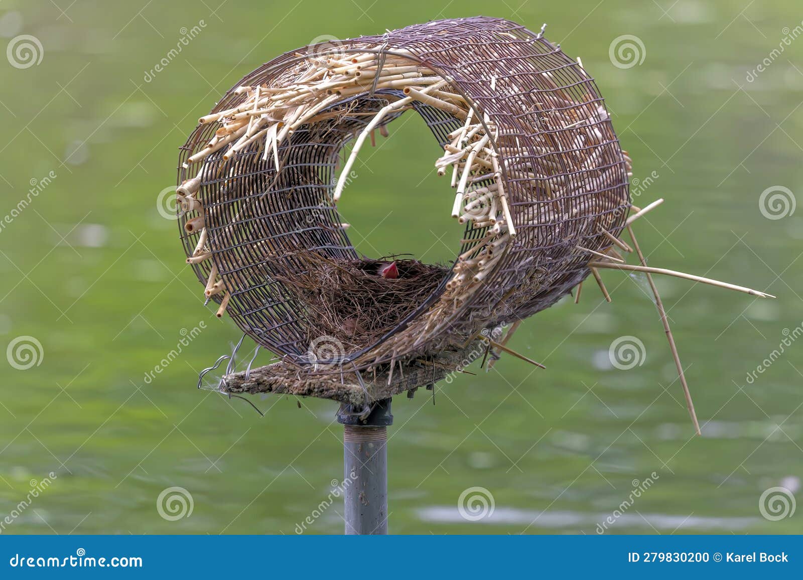 Common grackle nesting stock photo. Image of bird, offspring - 279830200