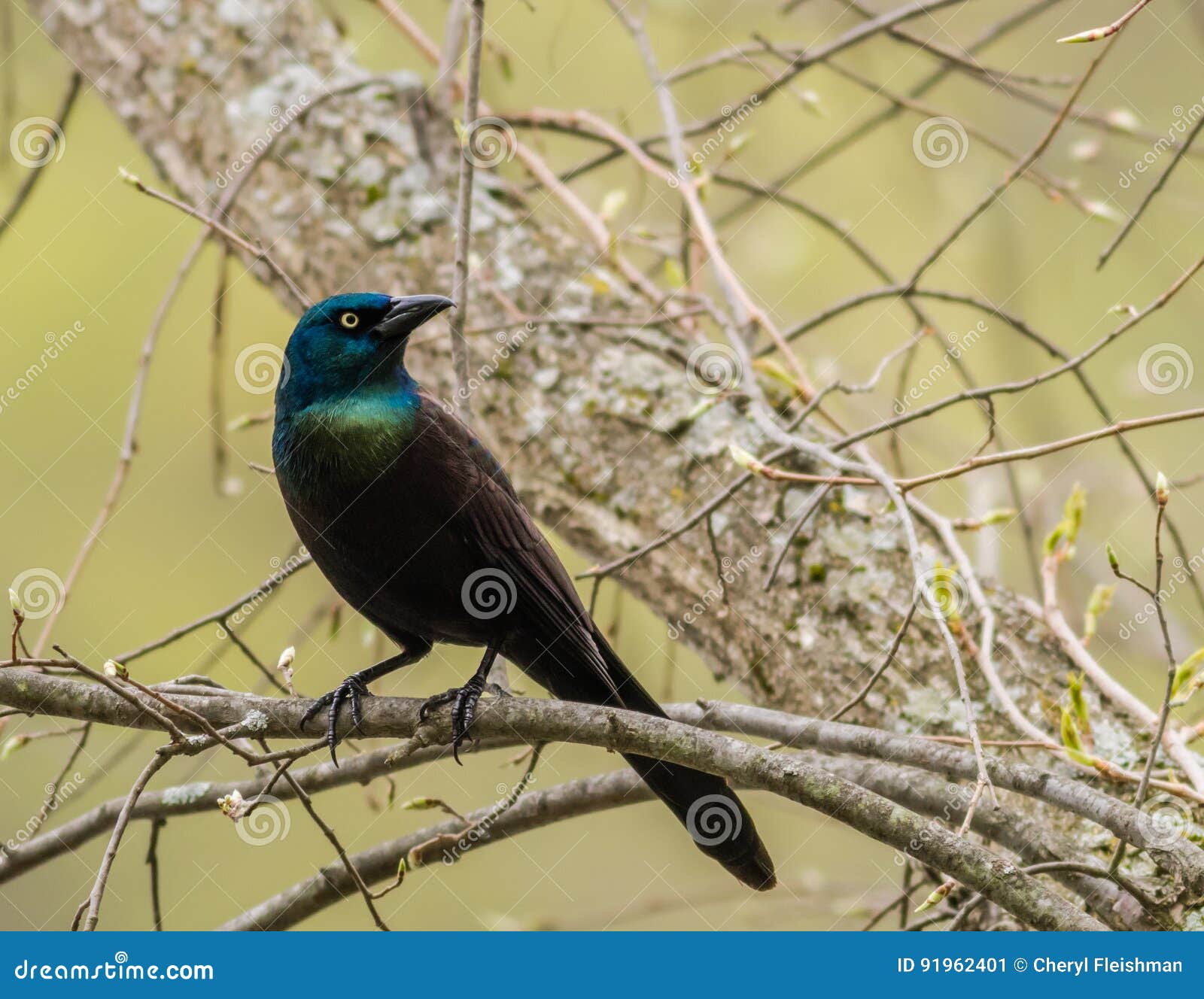 Common Grackle Quiscalus Quiscula Has Beautiful Feathers Stock Image ...