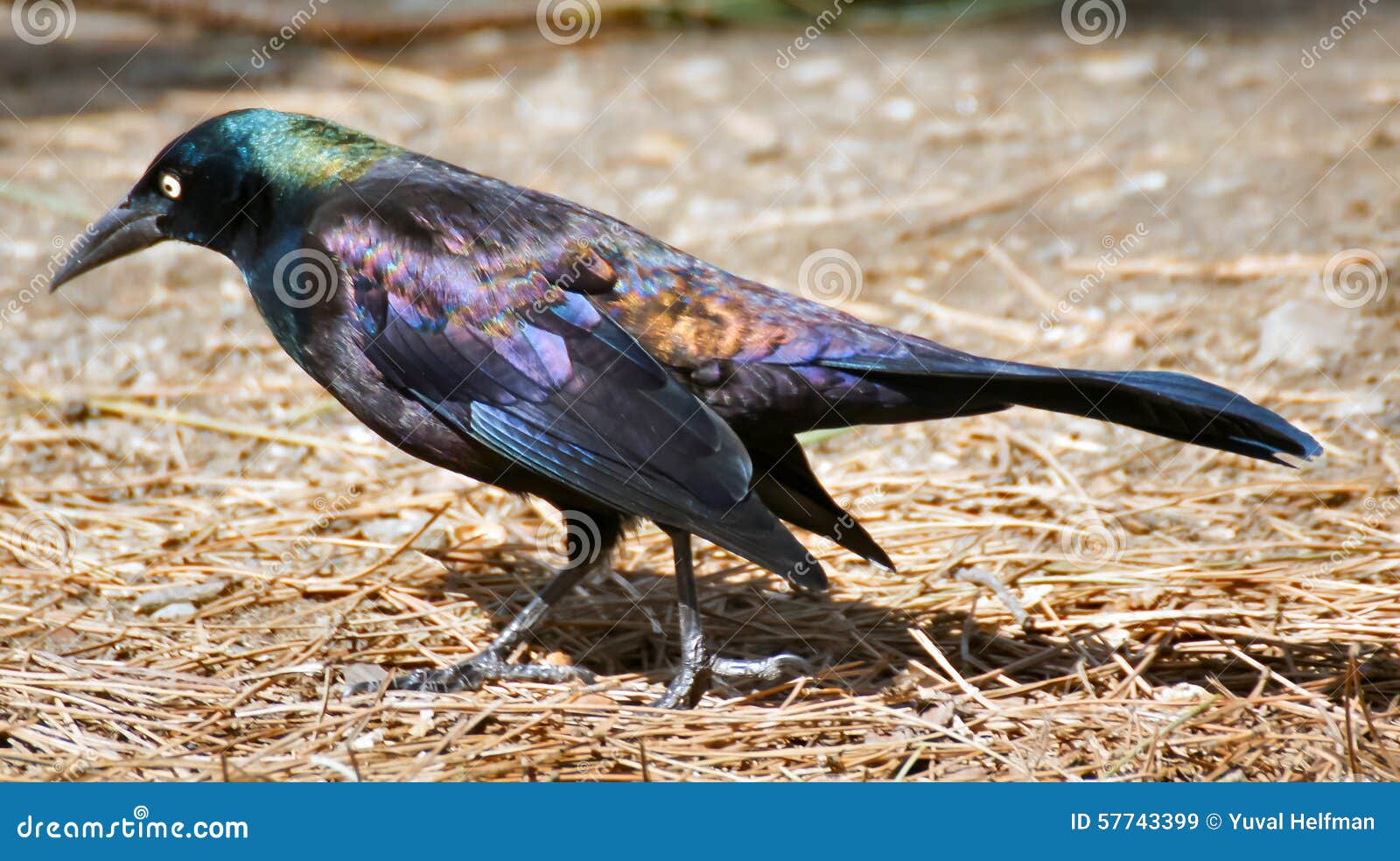 Common Grackle Walking on Dry Pine Tree Twigs Stock Image - Image of ...