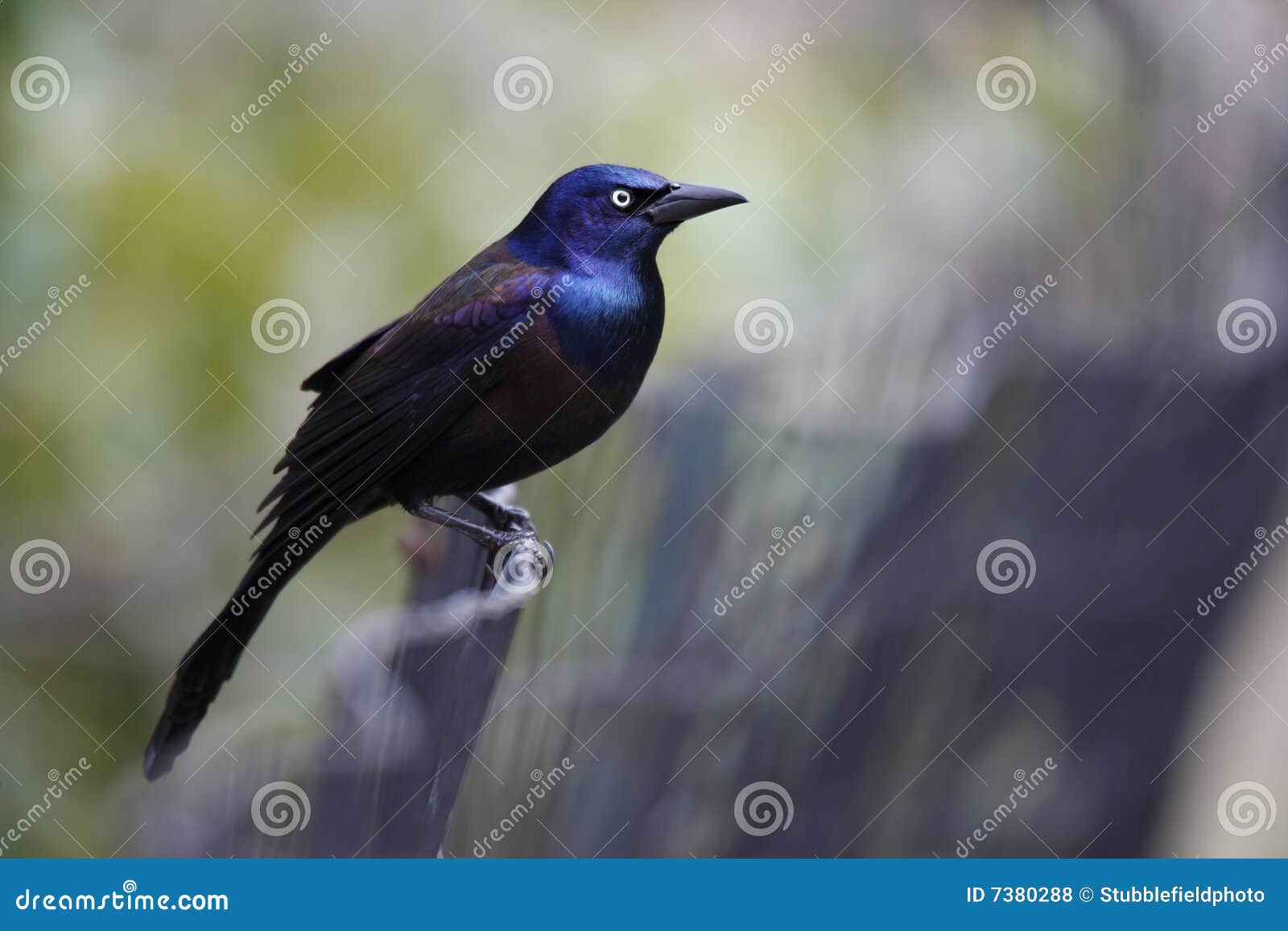 Common Grackle Photo. Close-up Profile View By The Water Displaying ...