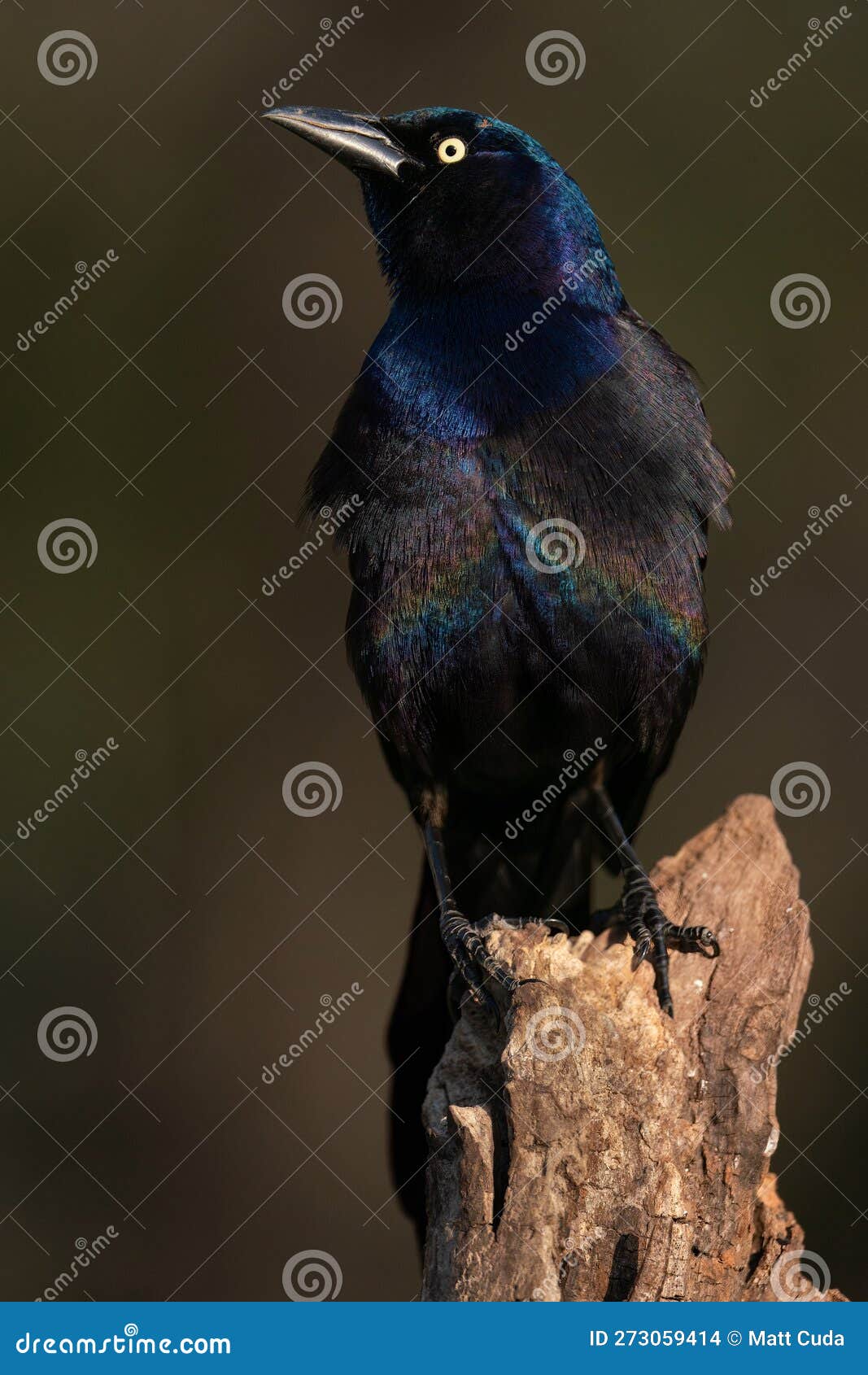 Common Grackle stock photo. Image of iridescent, bill - 273059414