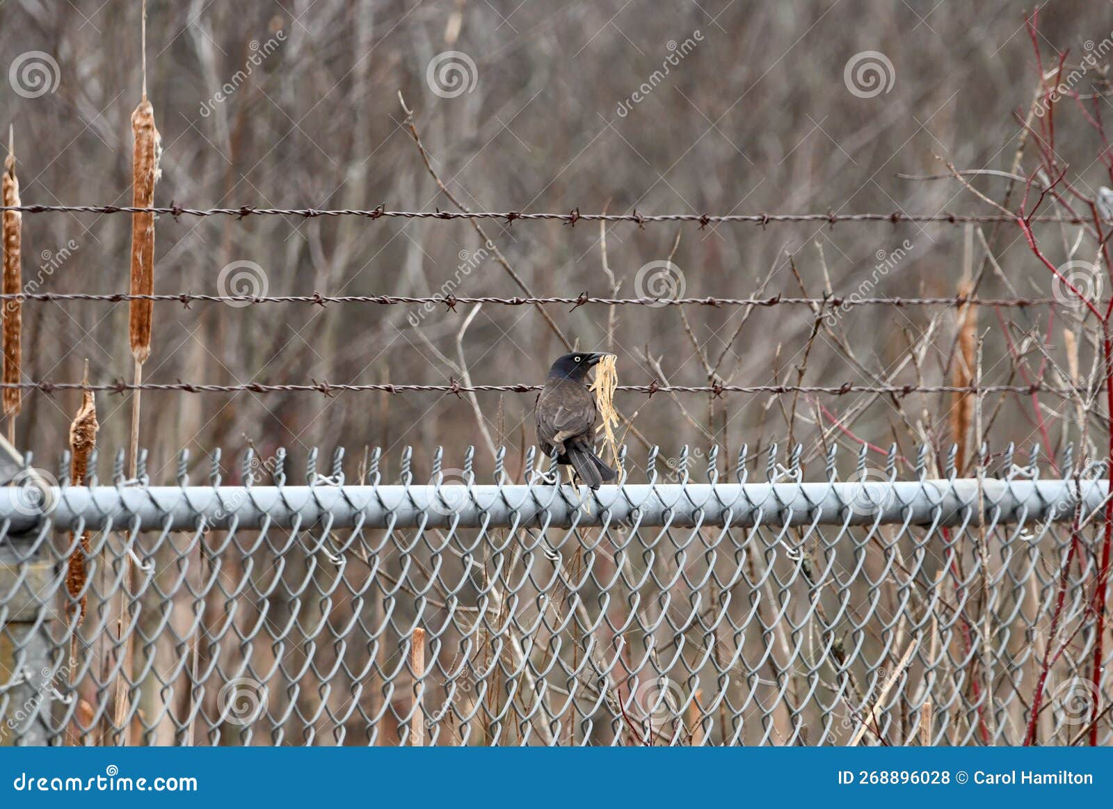 Common Grackle Sits Perched in a Wire Fence Stock Photo - Image of ...