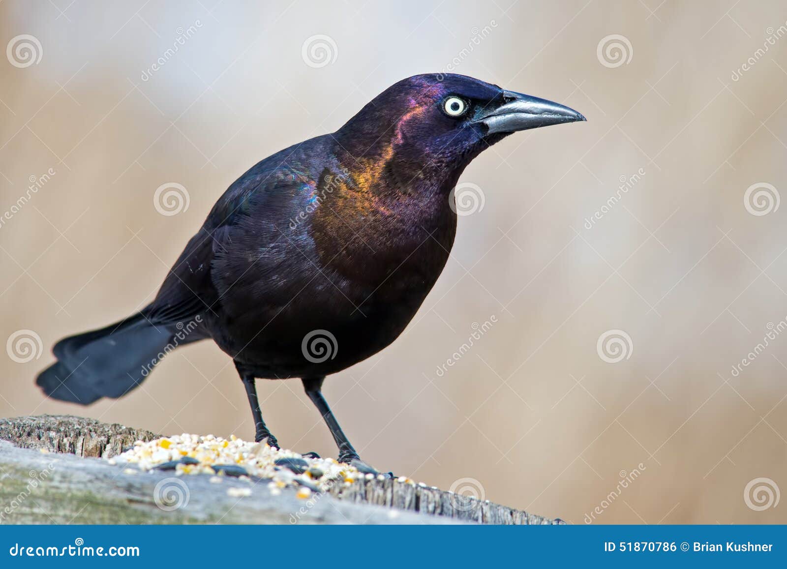 Common Grackle stock photo. Image of quiscalus, crow - 51870786